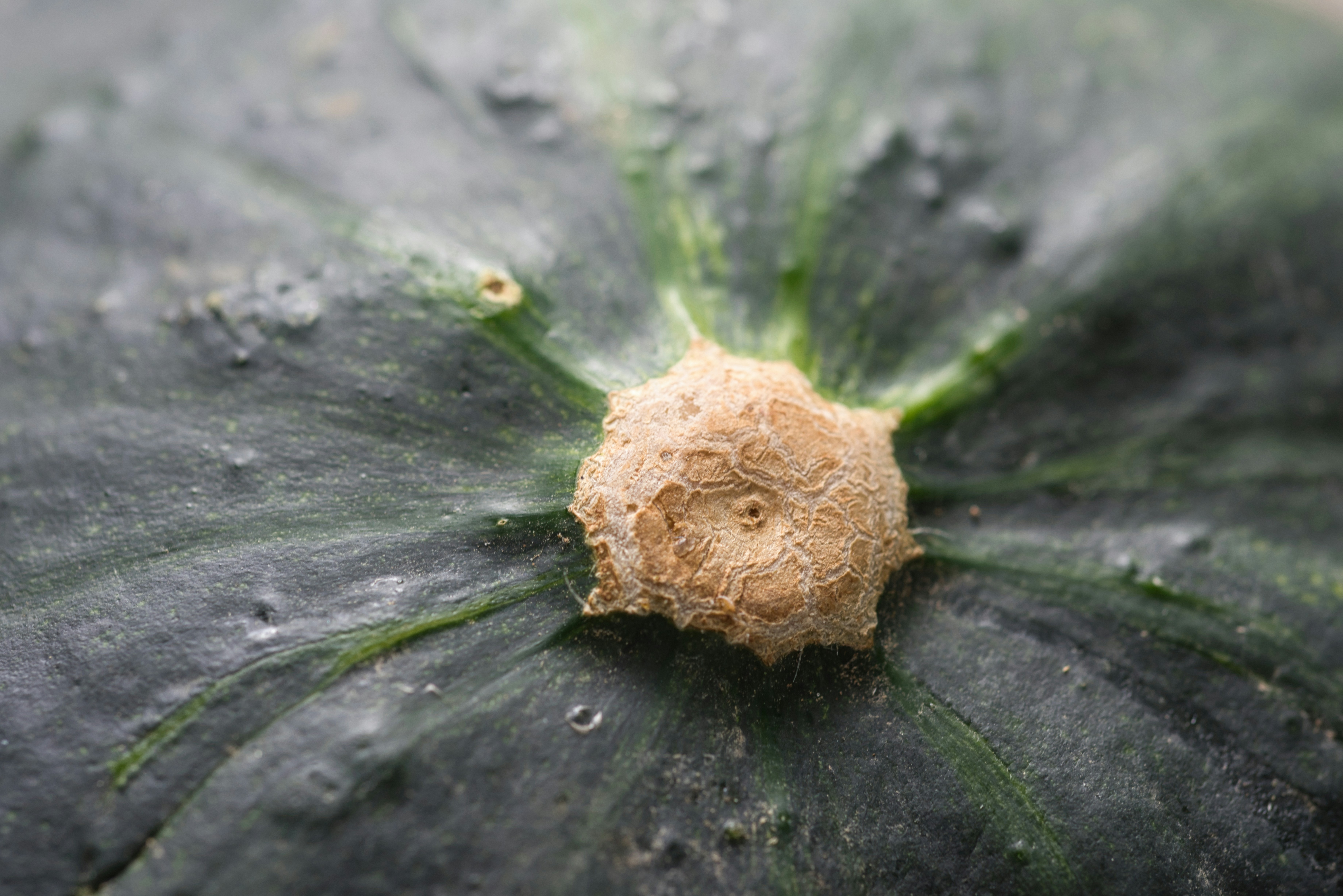 Rough Crown: A Macro Close-Up of a Pumpkin Stem on Matte Green Rind