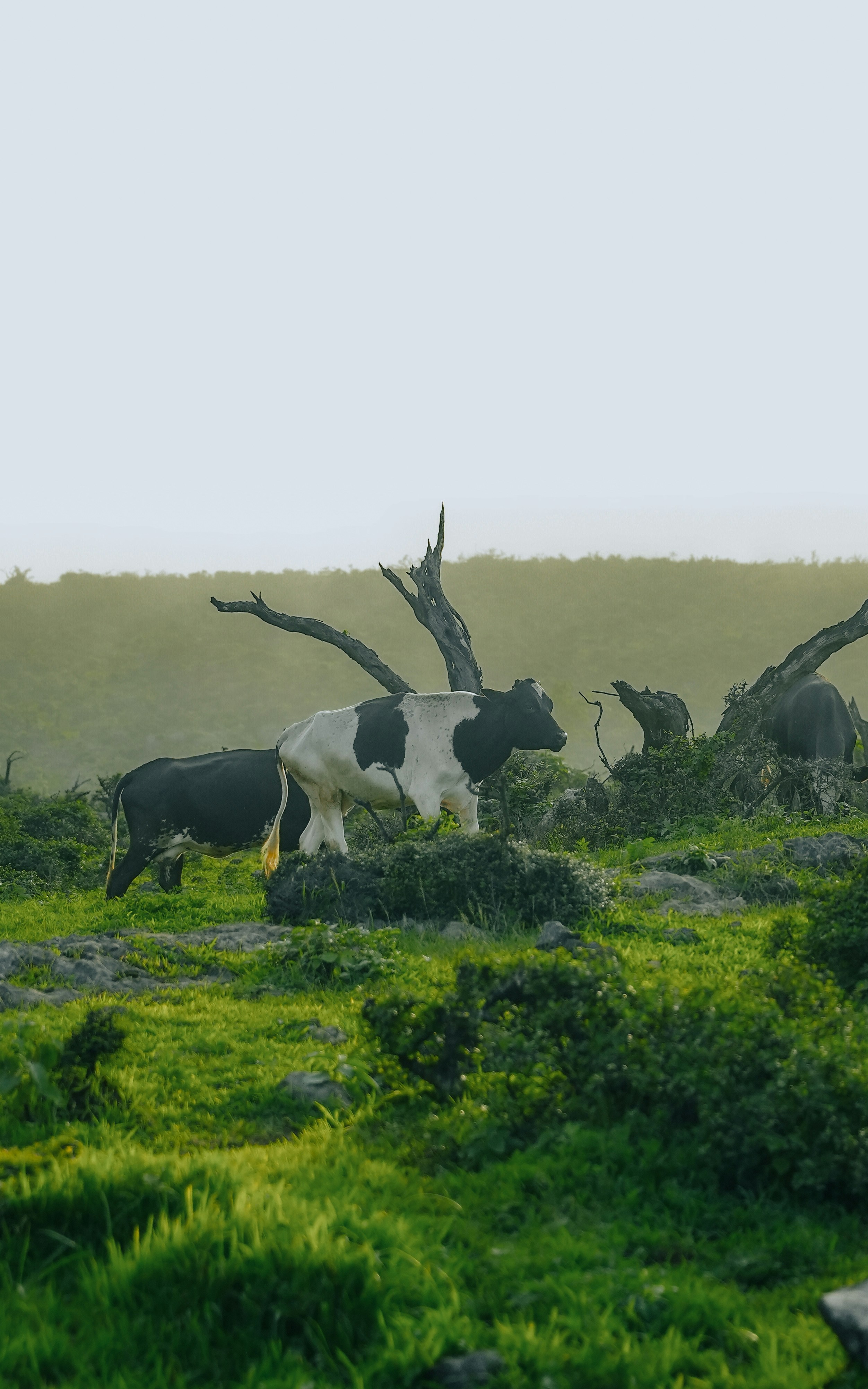 Pasture Portrait: Cattle Among Weathered Deadwood Under a Pale Sky