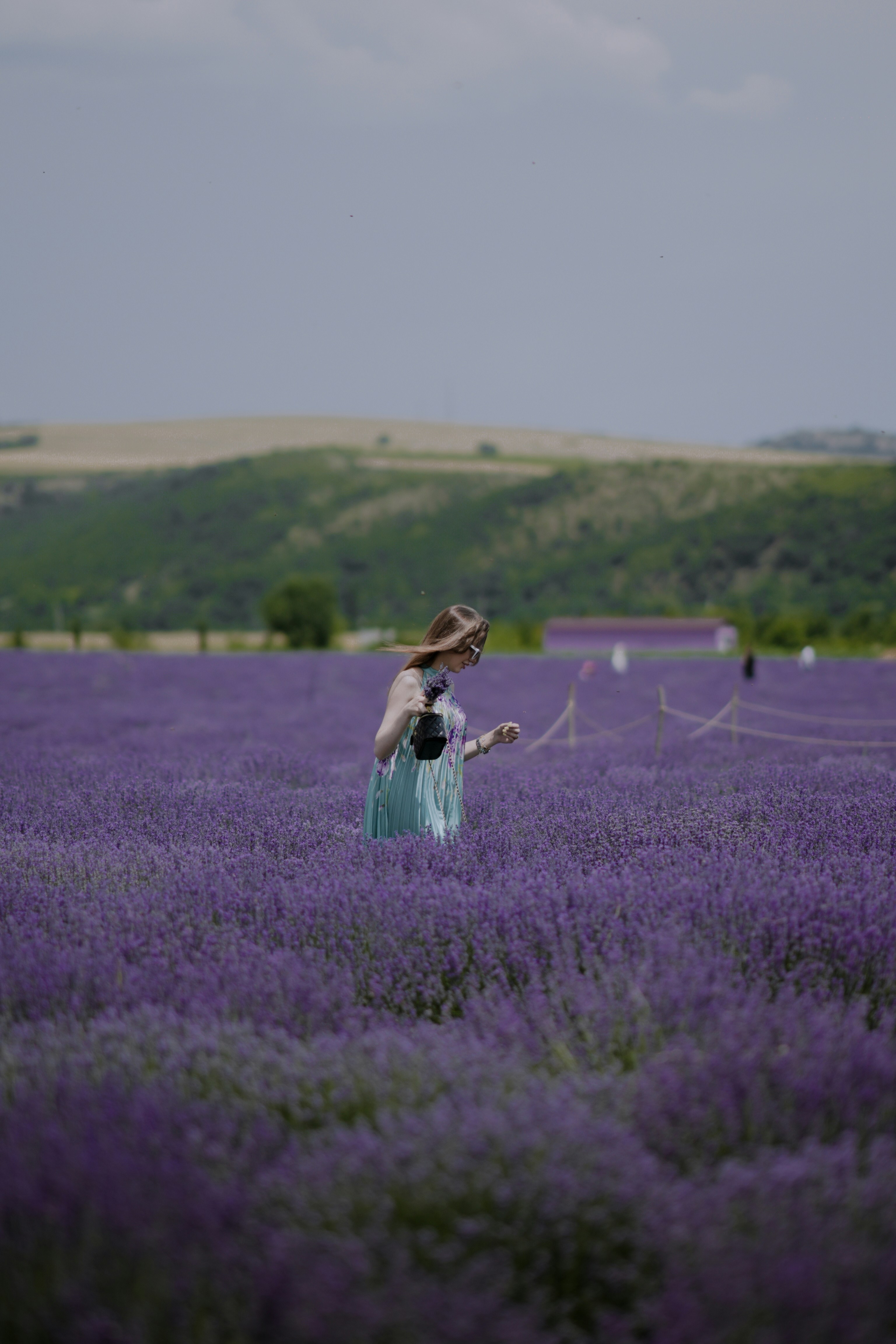 Lavender | Woman takes photos in a vast lavender field.