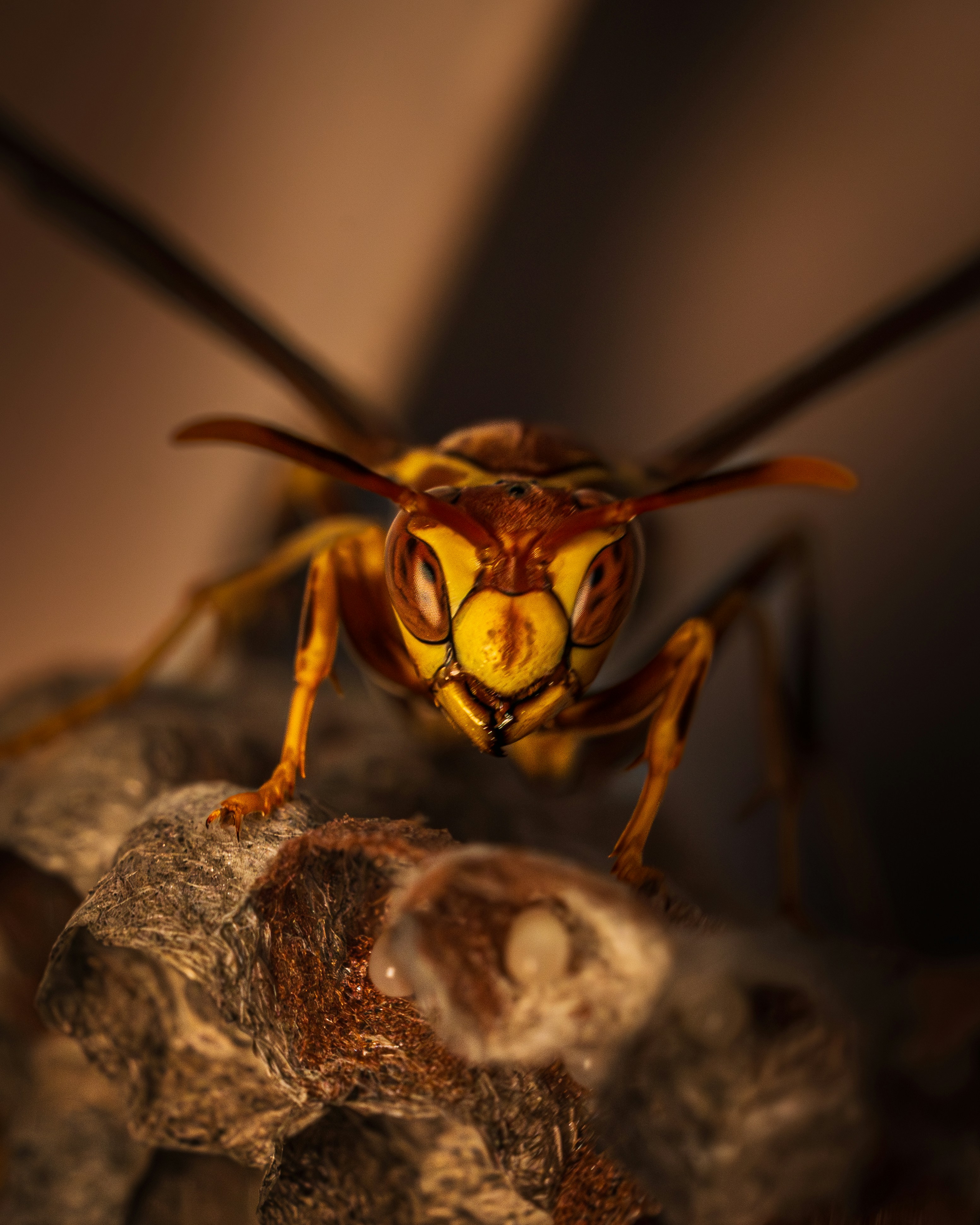 Intricate Gaze: The World of a Hornet