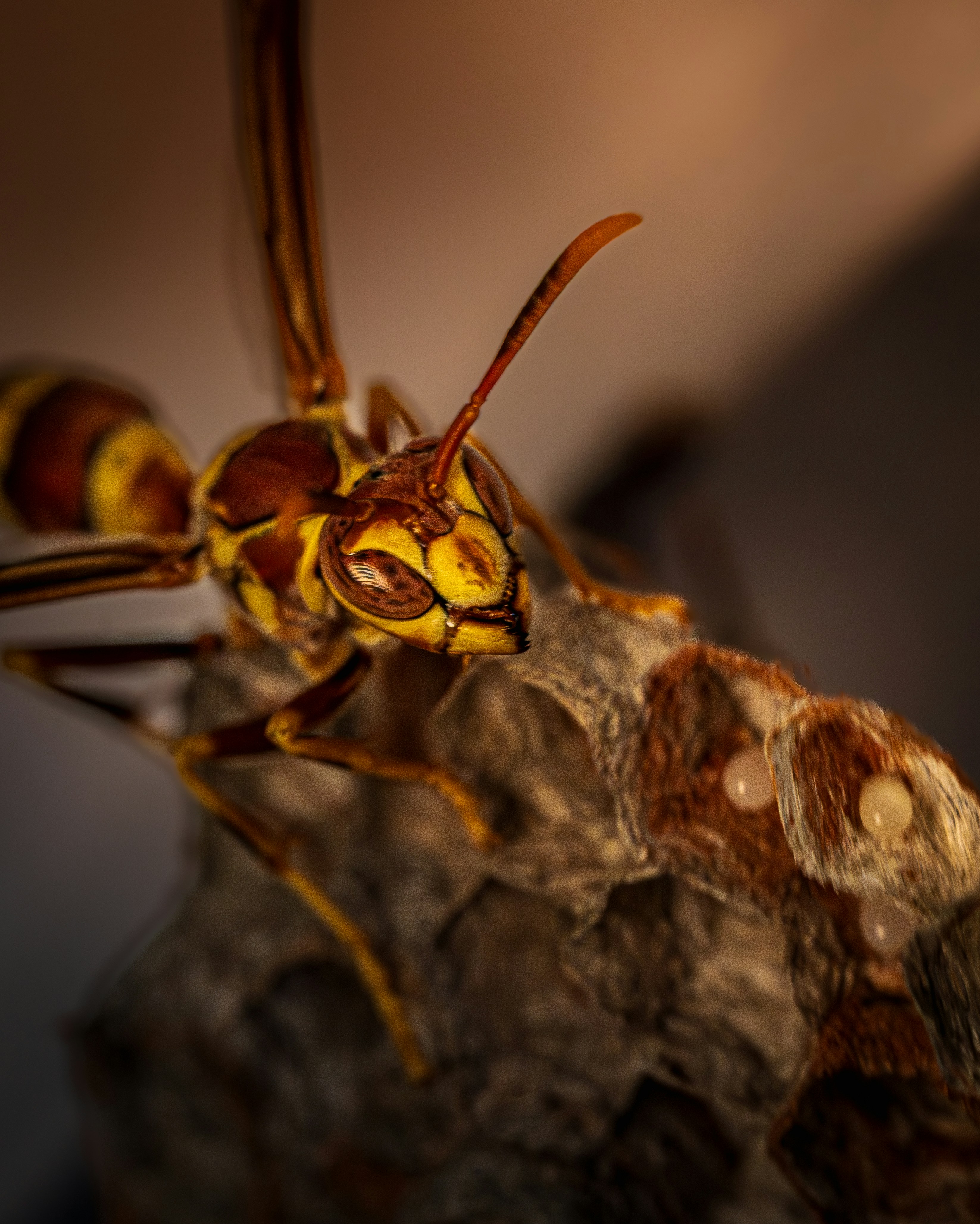 Nature's Architect: The Intricate Life of a Hornet