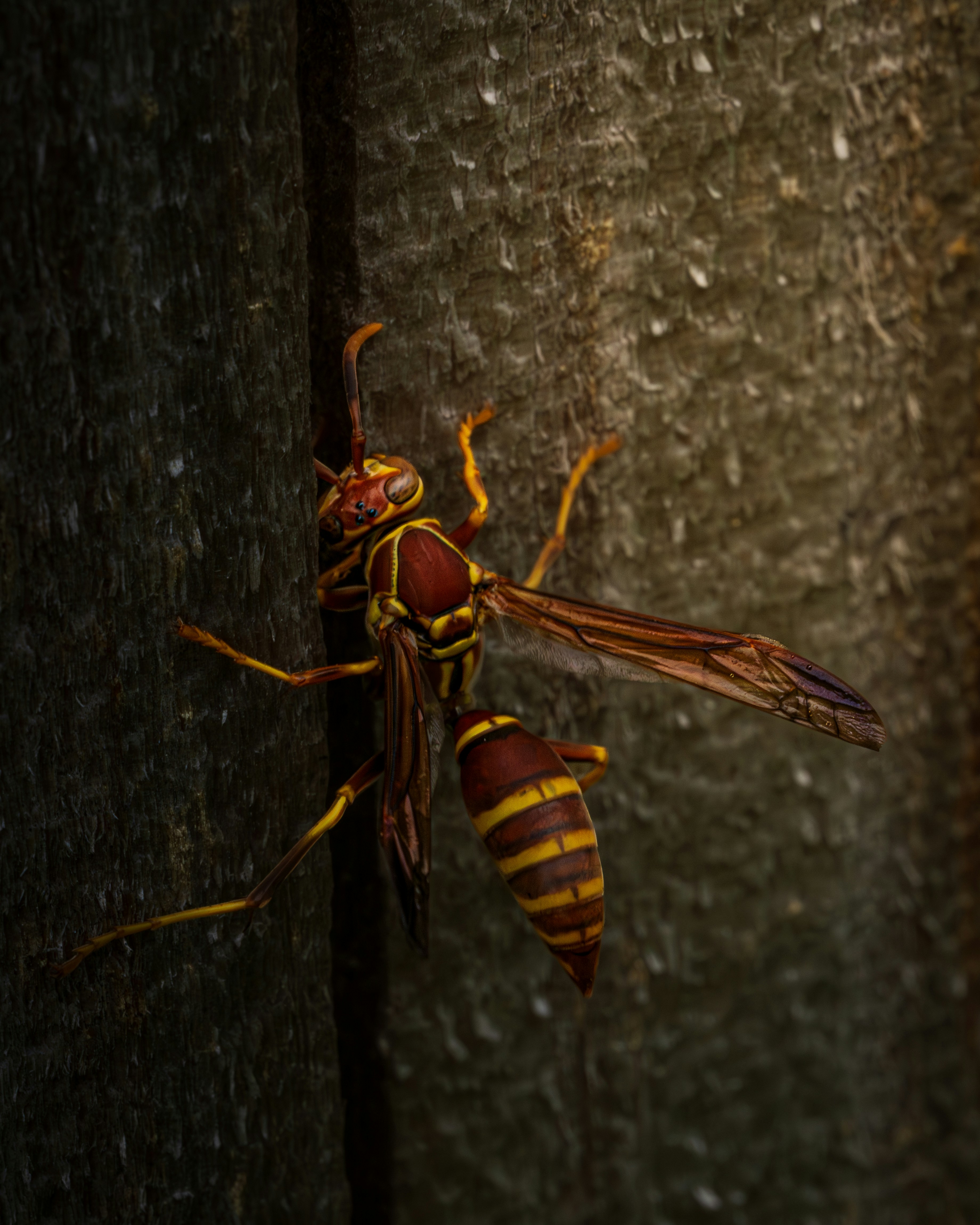 Nature's Intricate Artisan: The Hornet's Craft