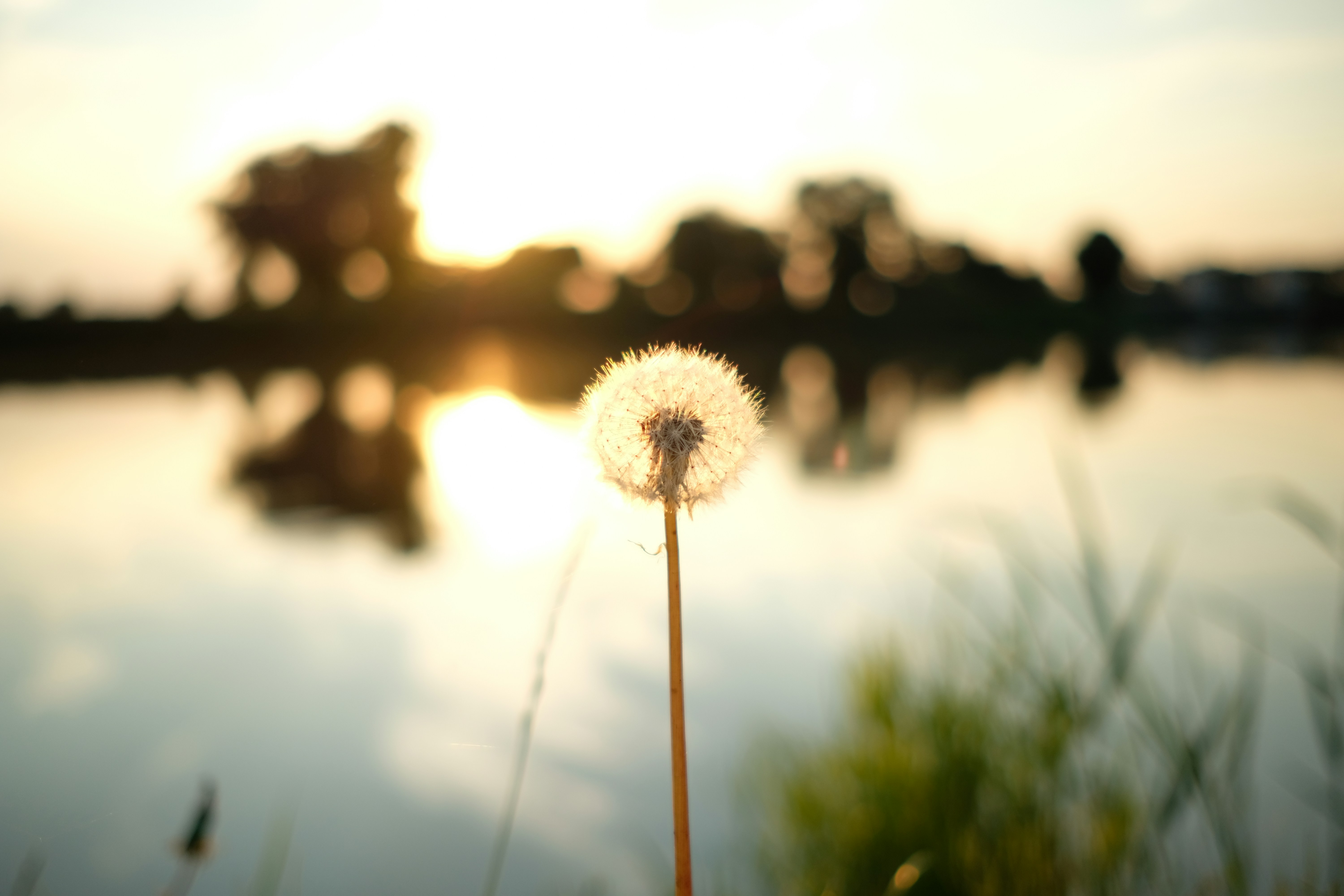 https://bilder-giesen.de/ | A dandelion at sunset by the lake.