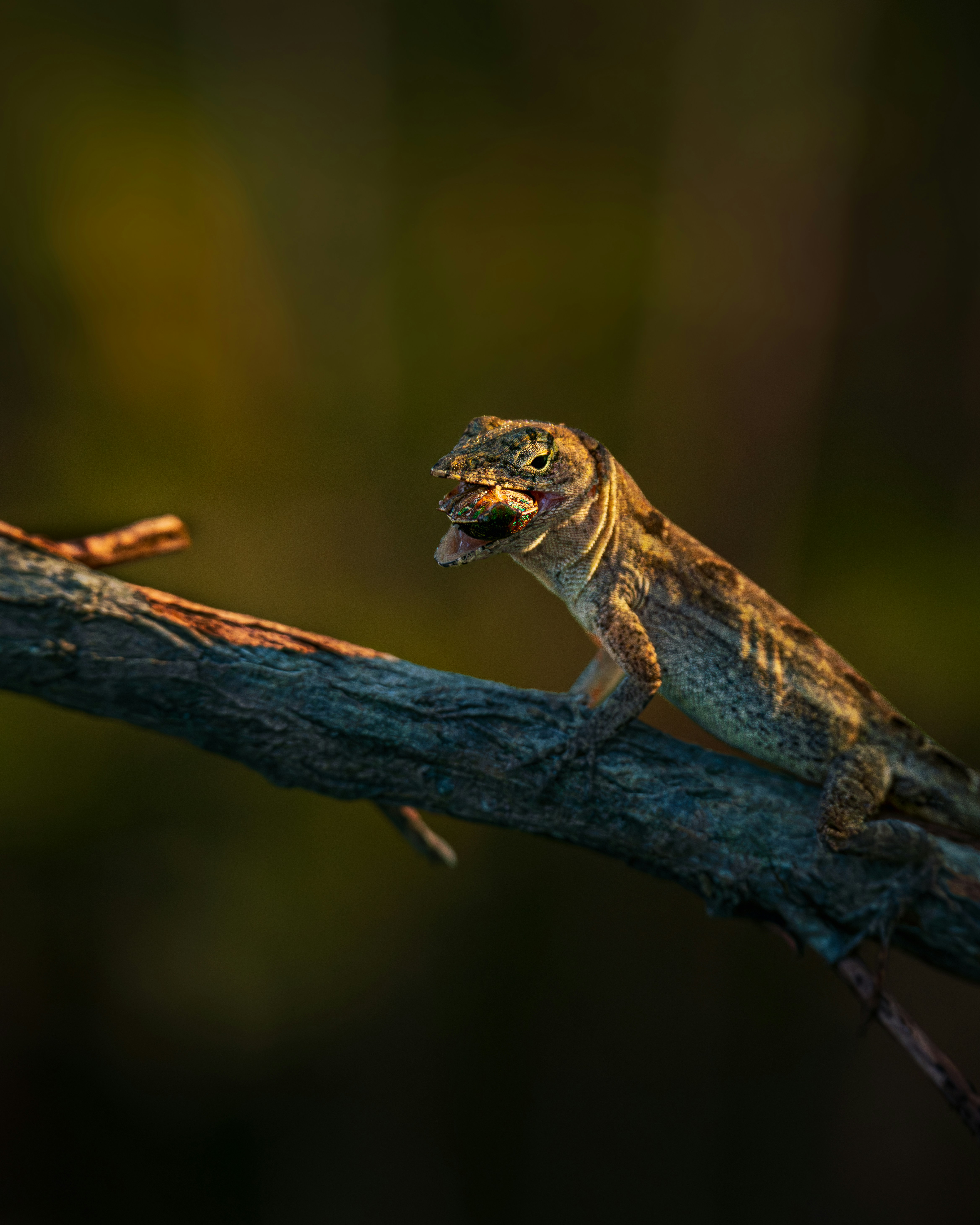 Nature's Stealthy Predator: The Lizard's Feast
