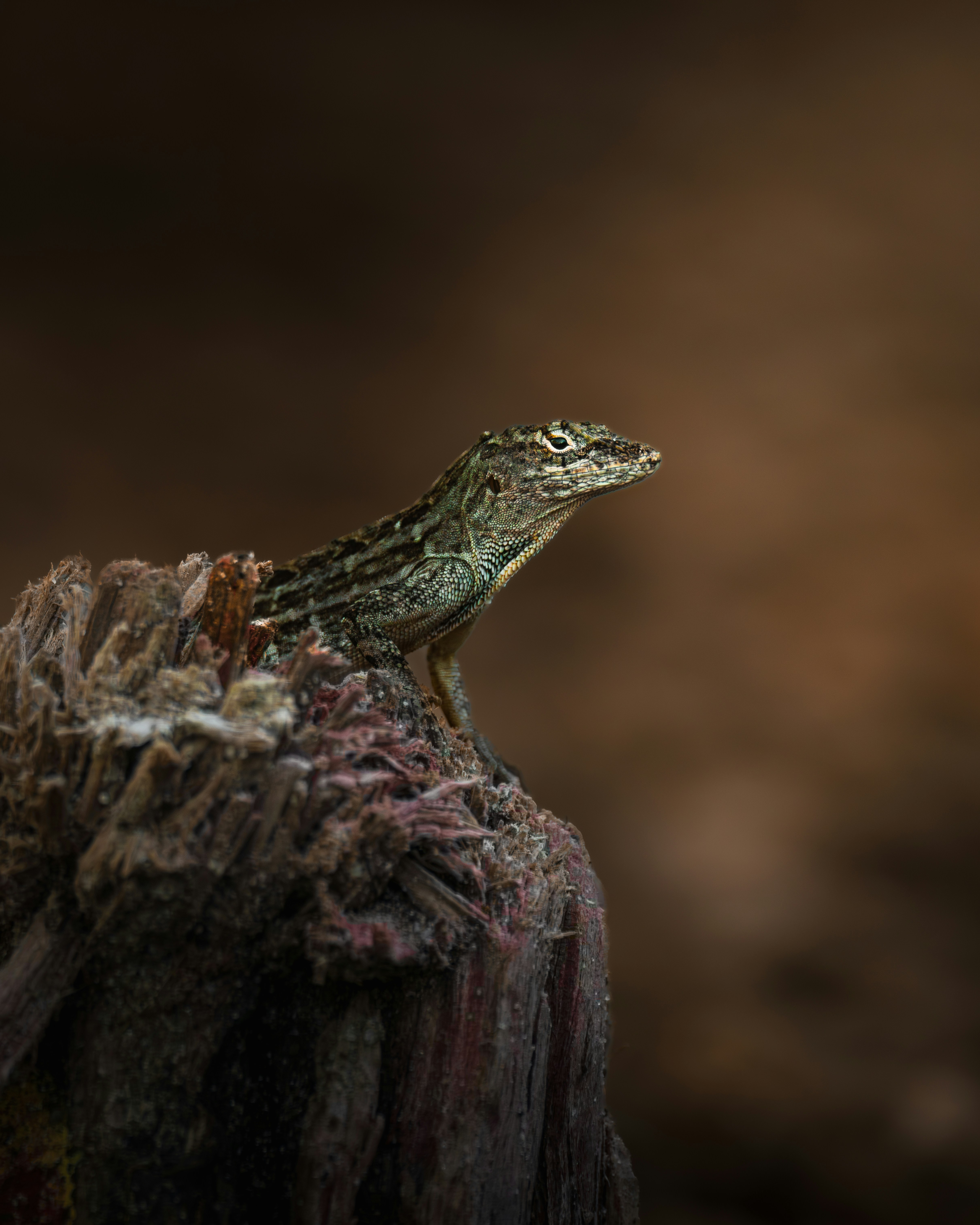 The Silent Watcher: A Lizard's Vigil