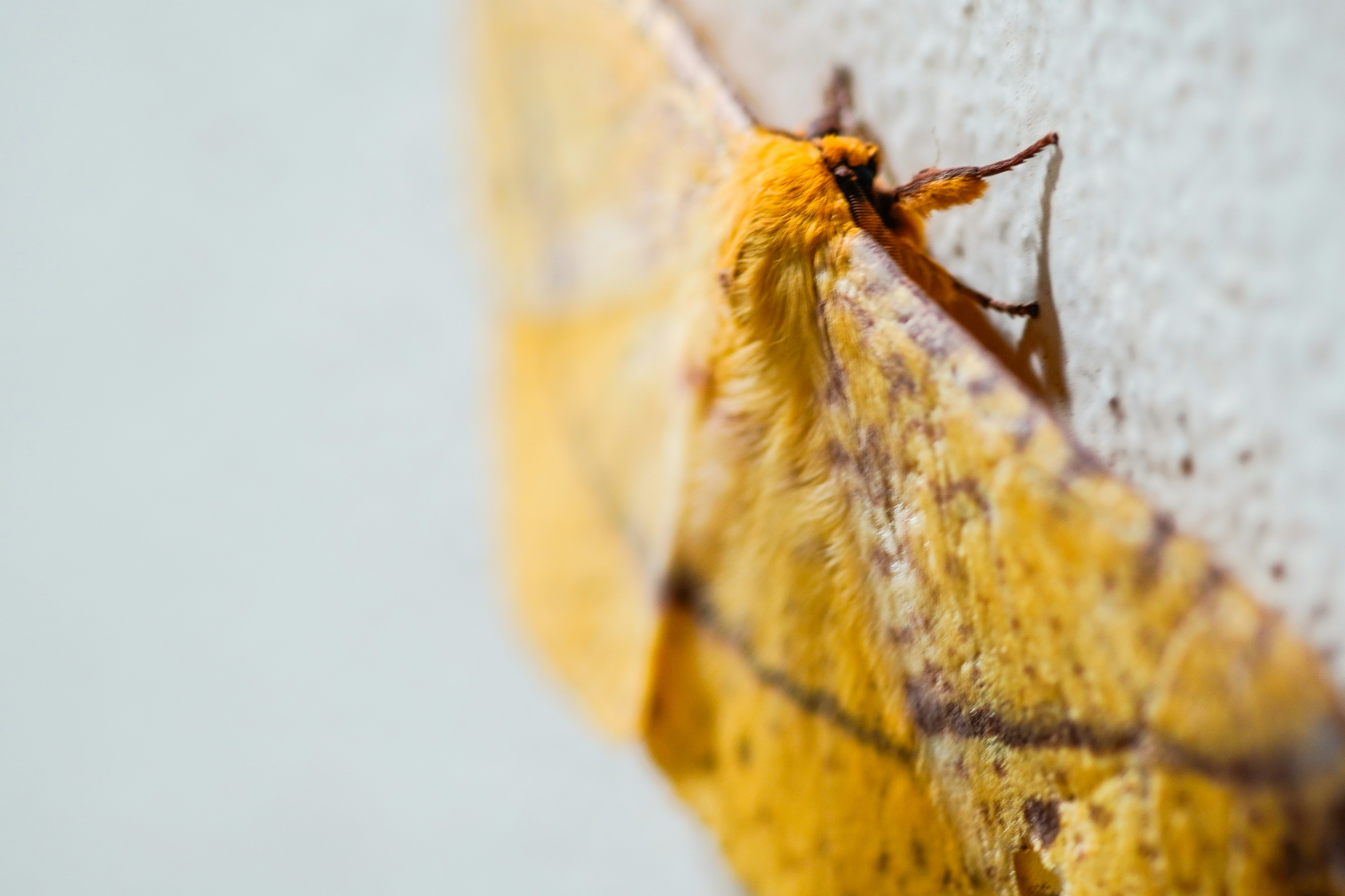 Monkey Moth | A yellow moth rests on a white surface.