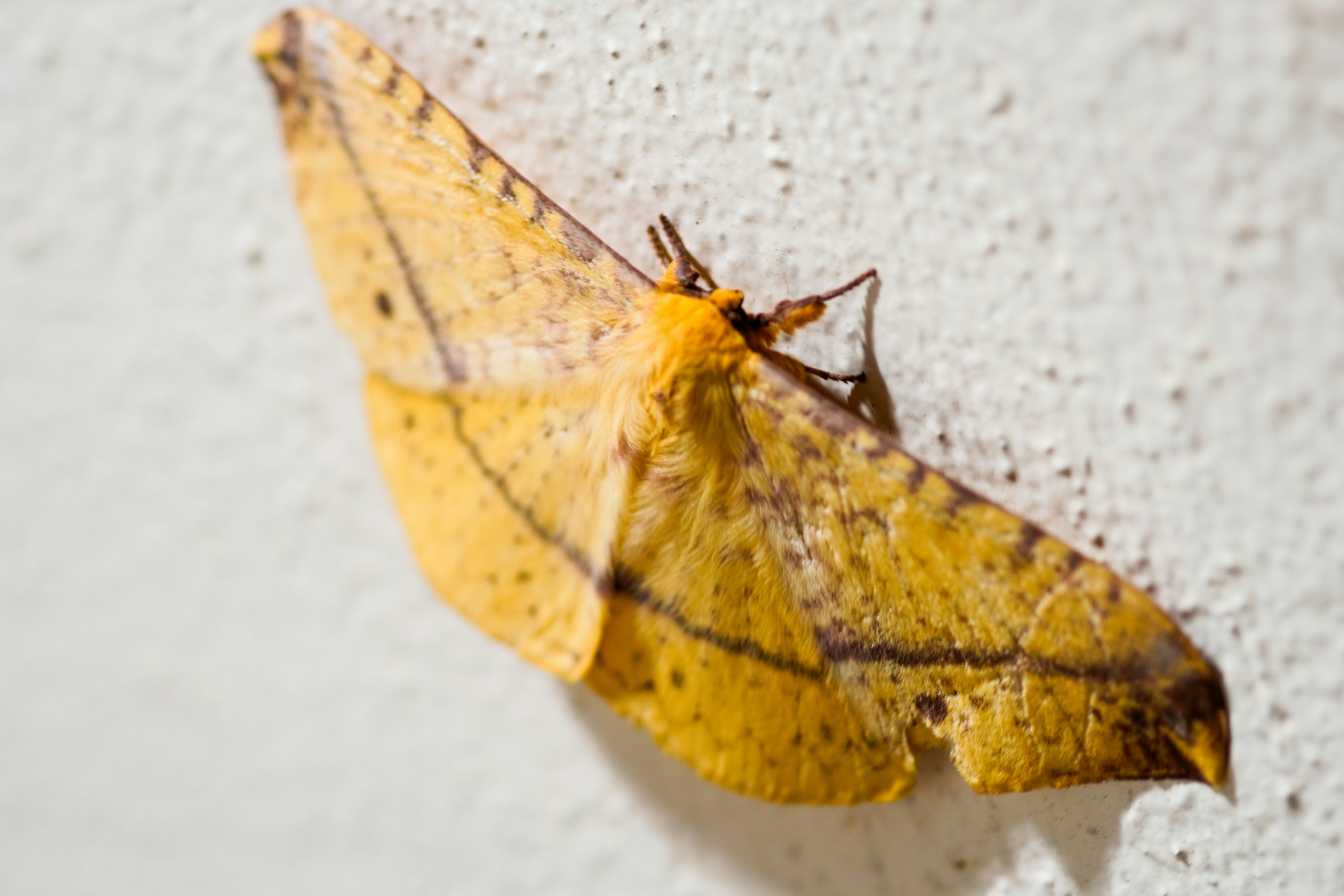 Monkey Moth | A yellow moth rests on a white wall.
