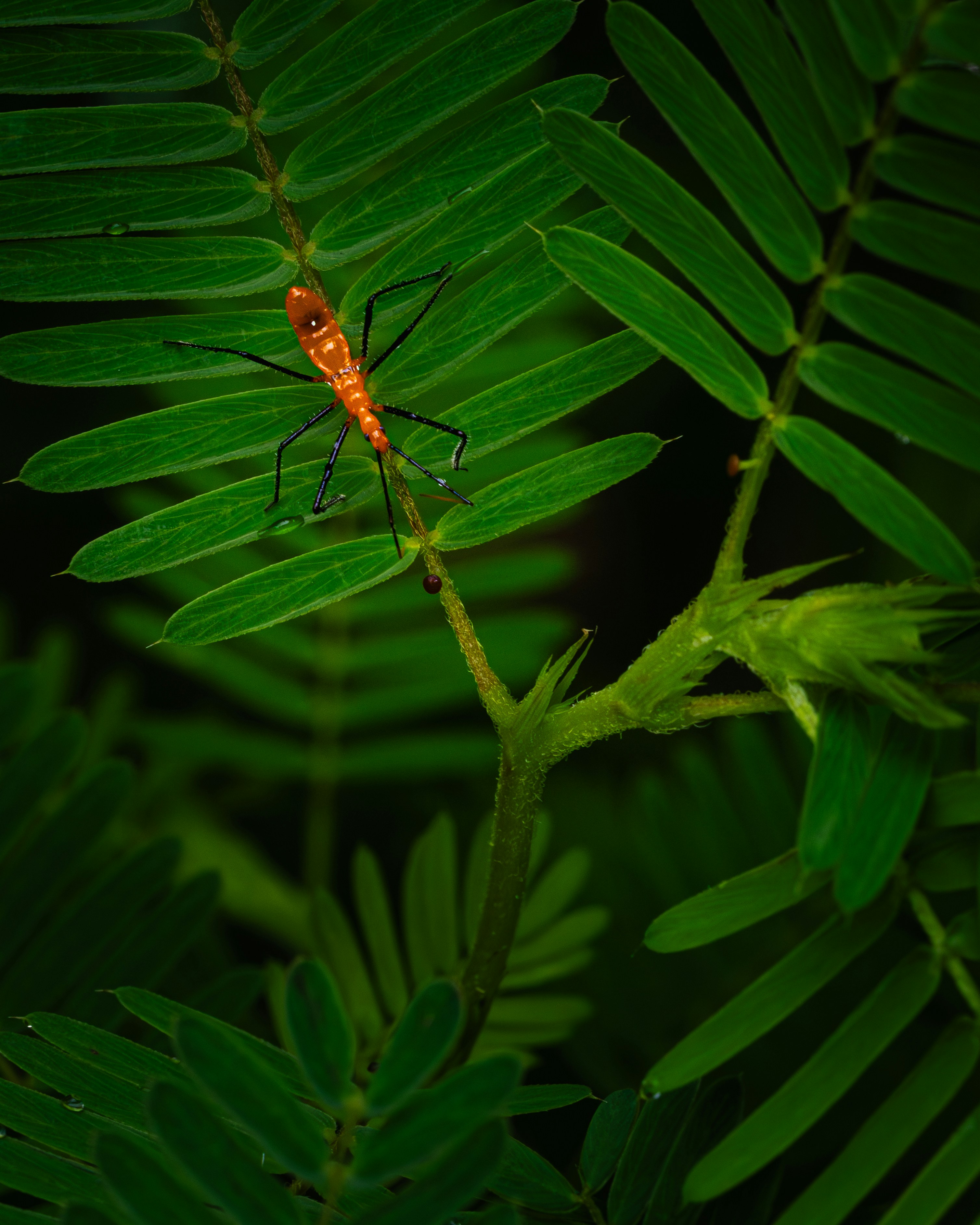 Crimson Wanderer on Emerald Fronds: A Macro Portrait