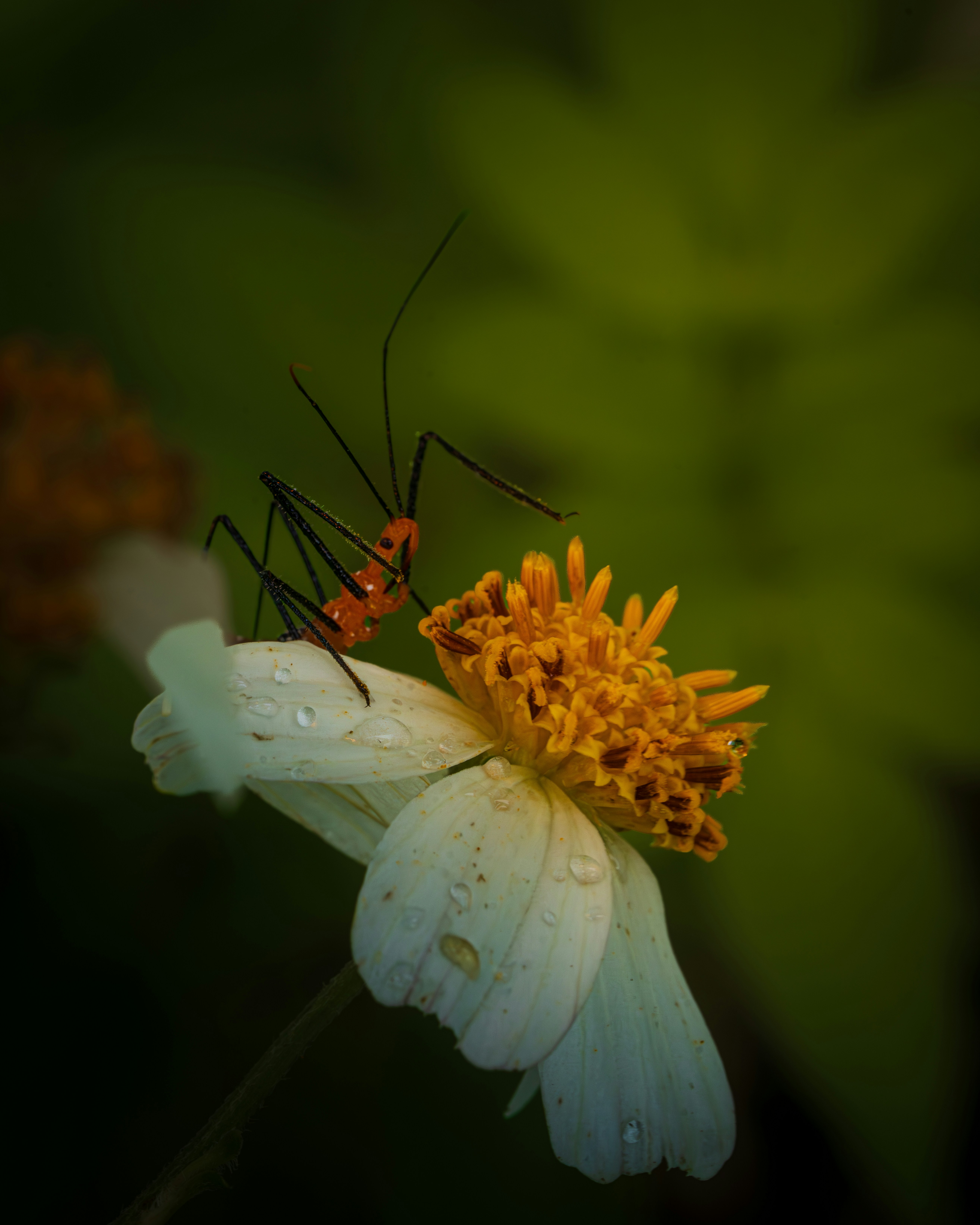 Macro photograph of an assassin bug sitting on a flower. Captured in natural outdoor light with shallow depth of field, showing details of the insect’s body and floral textures. | An insect rests on a white and yellow flower.