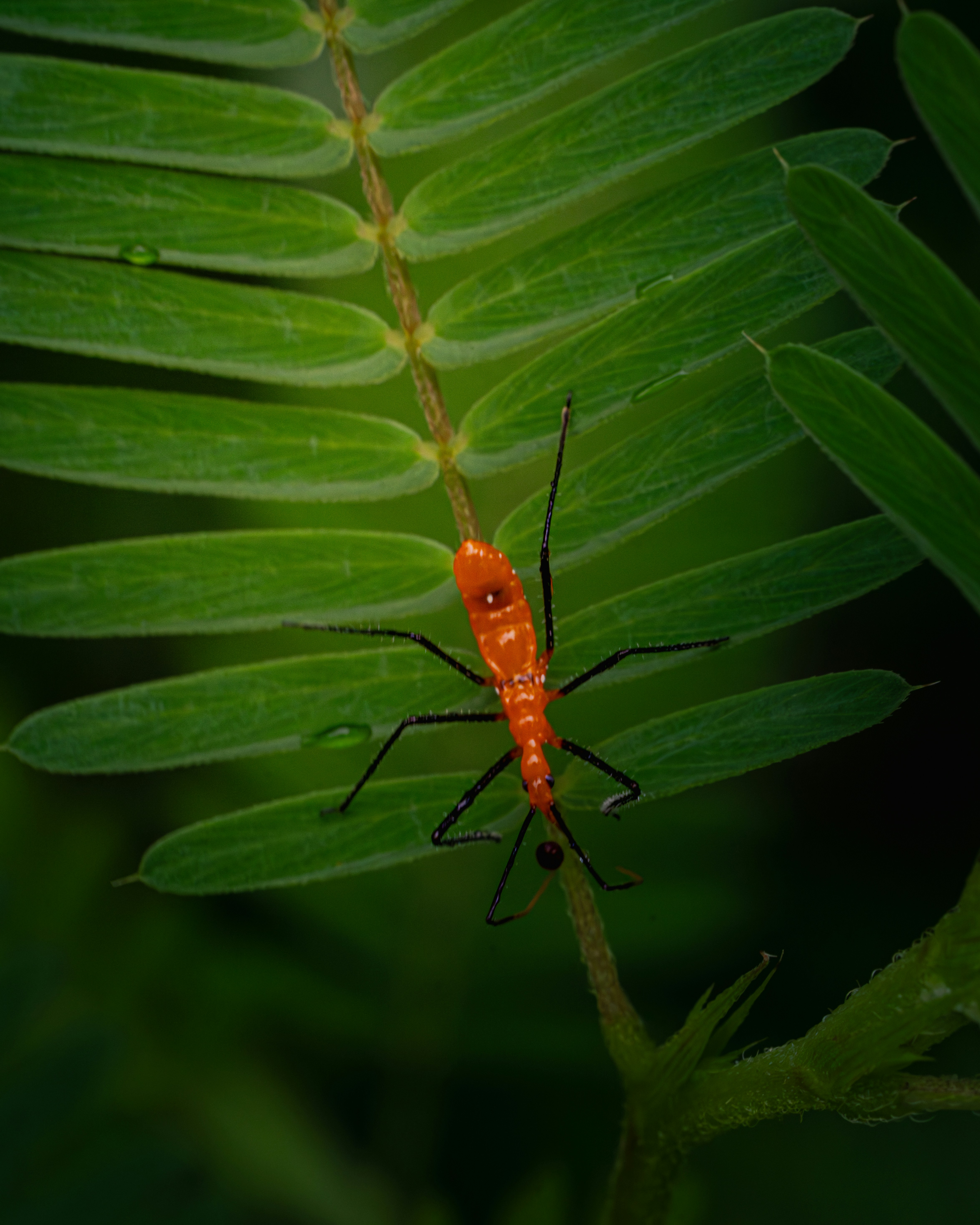 Macro photograph of an assassin bug sitting on a flower. Captured in natural outdoor light with shallow depth of field, showing details of the insect’s body and floral textures. | A red insect crawls on green leaves.