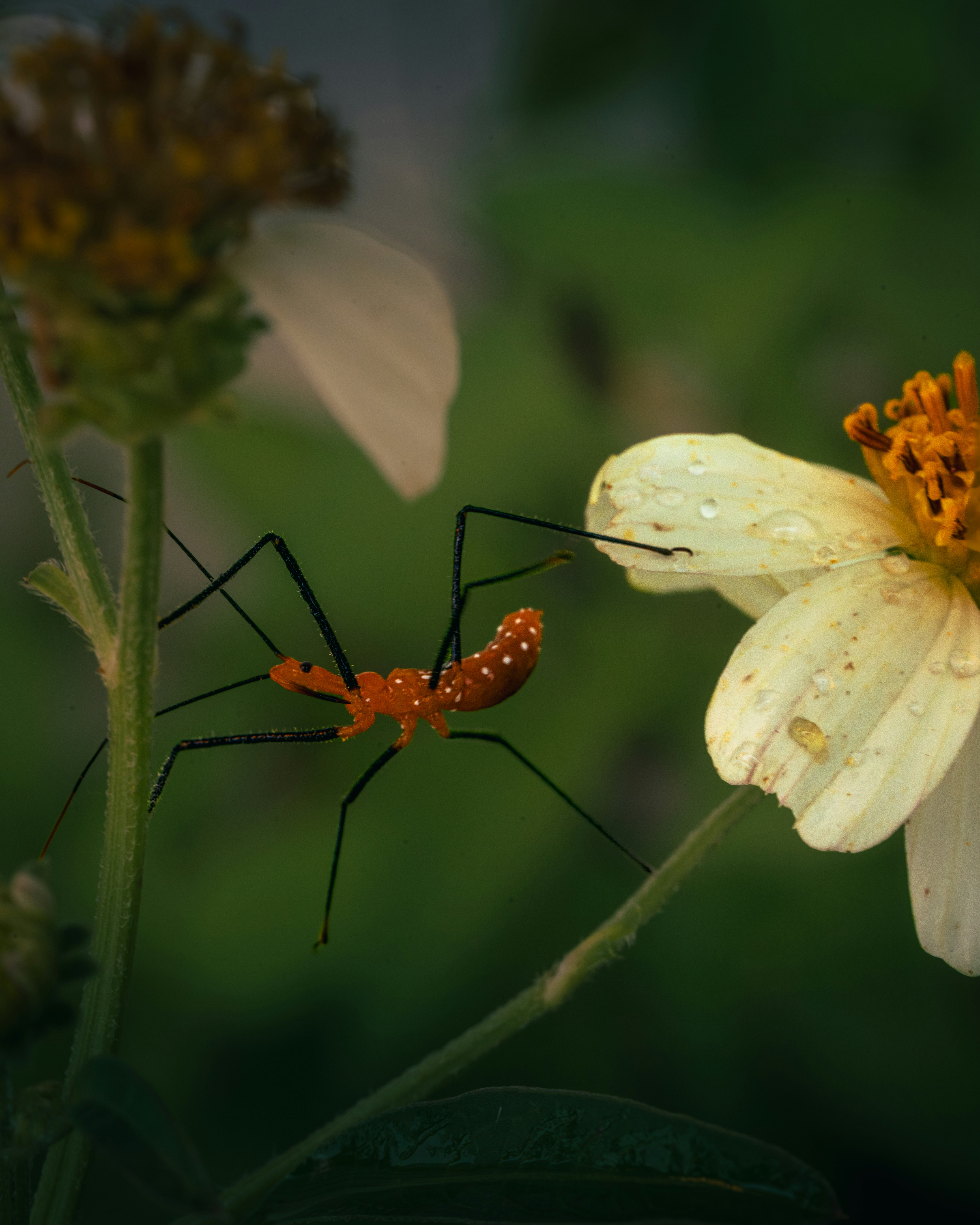 Nature's Intricate Dancer