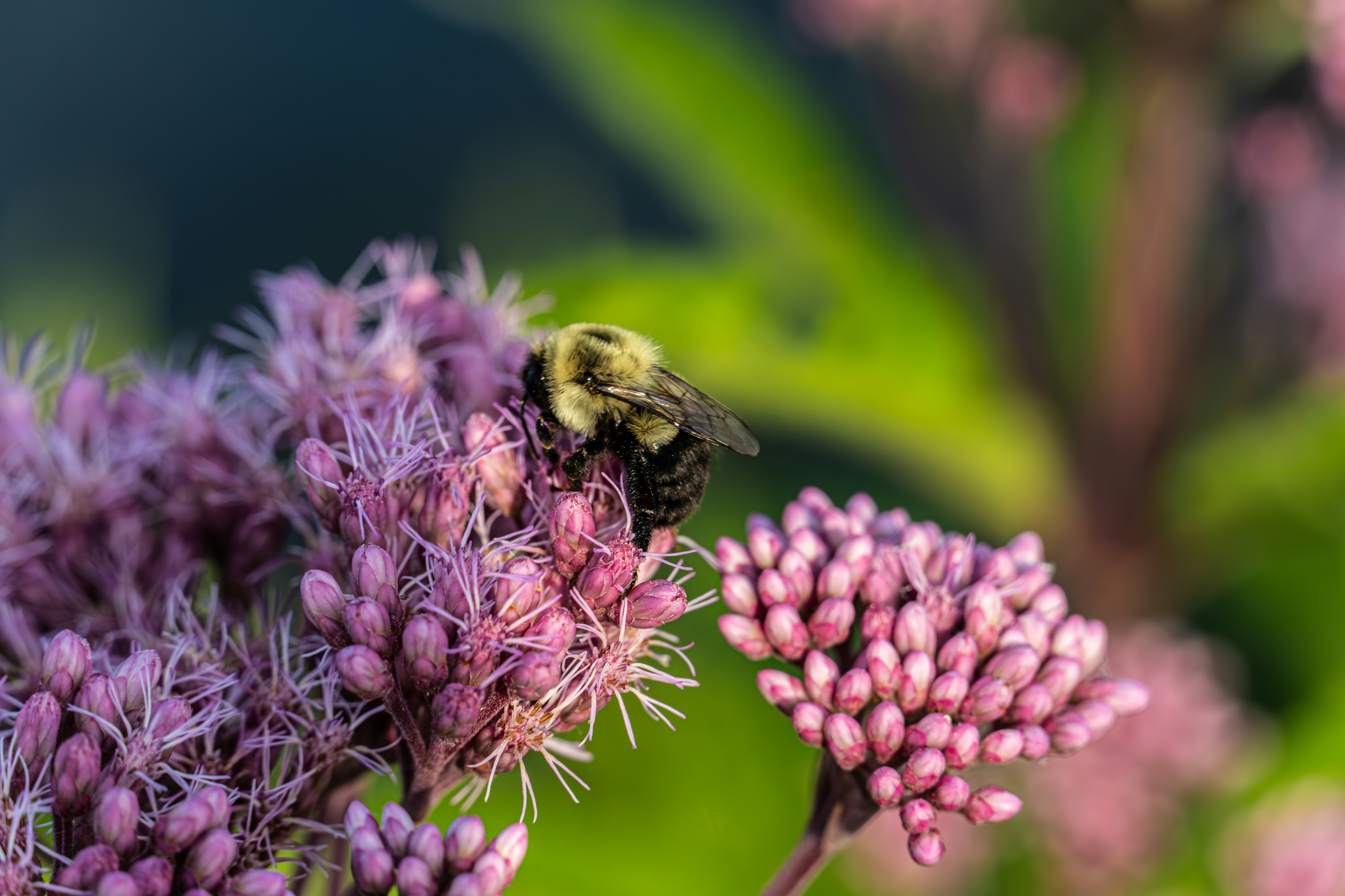 A shot of a honey bee on a flower | A bee is pollinating a cluster of flowers.