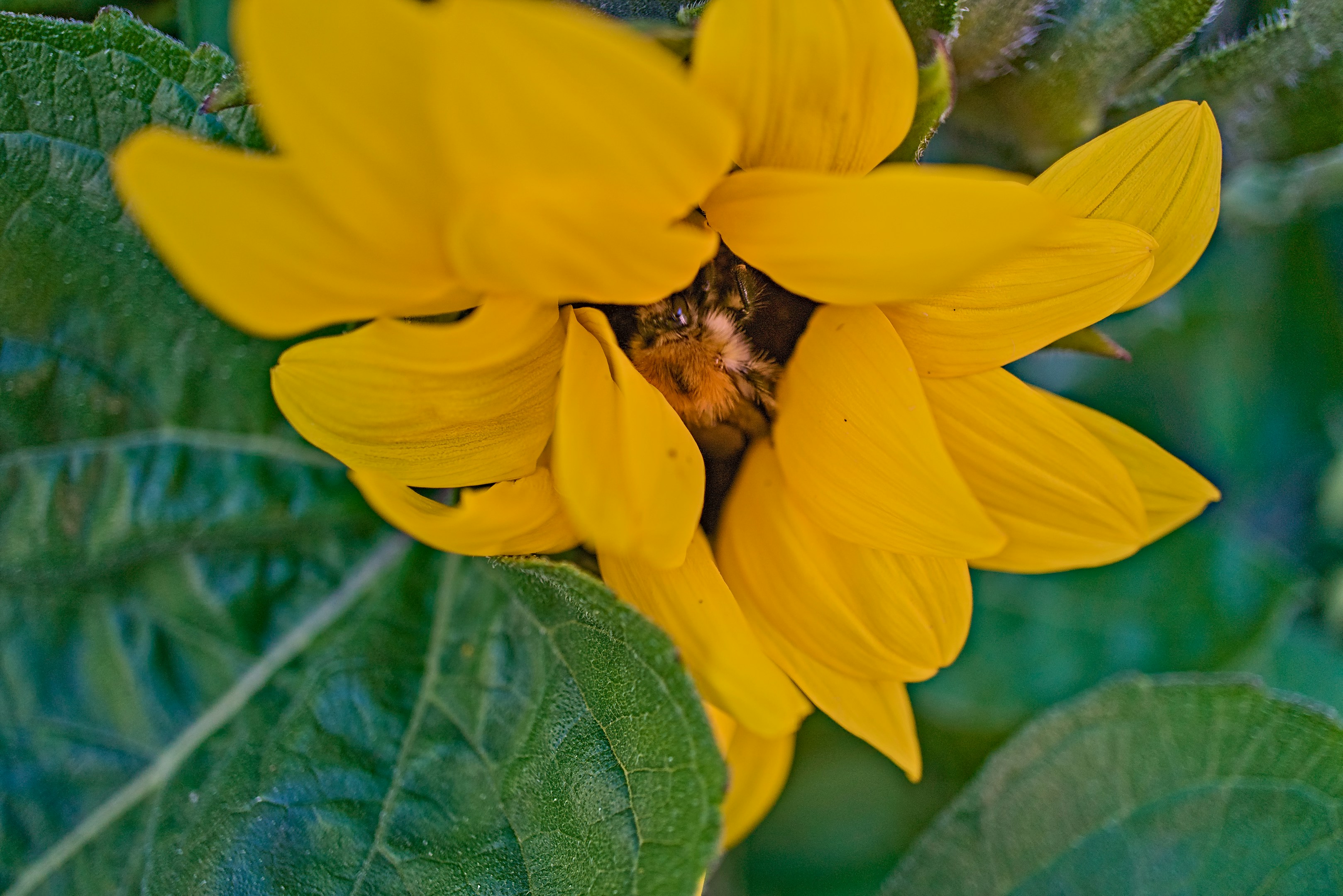 The Hidden Heart of the Sunflower