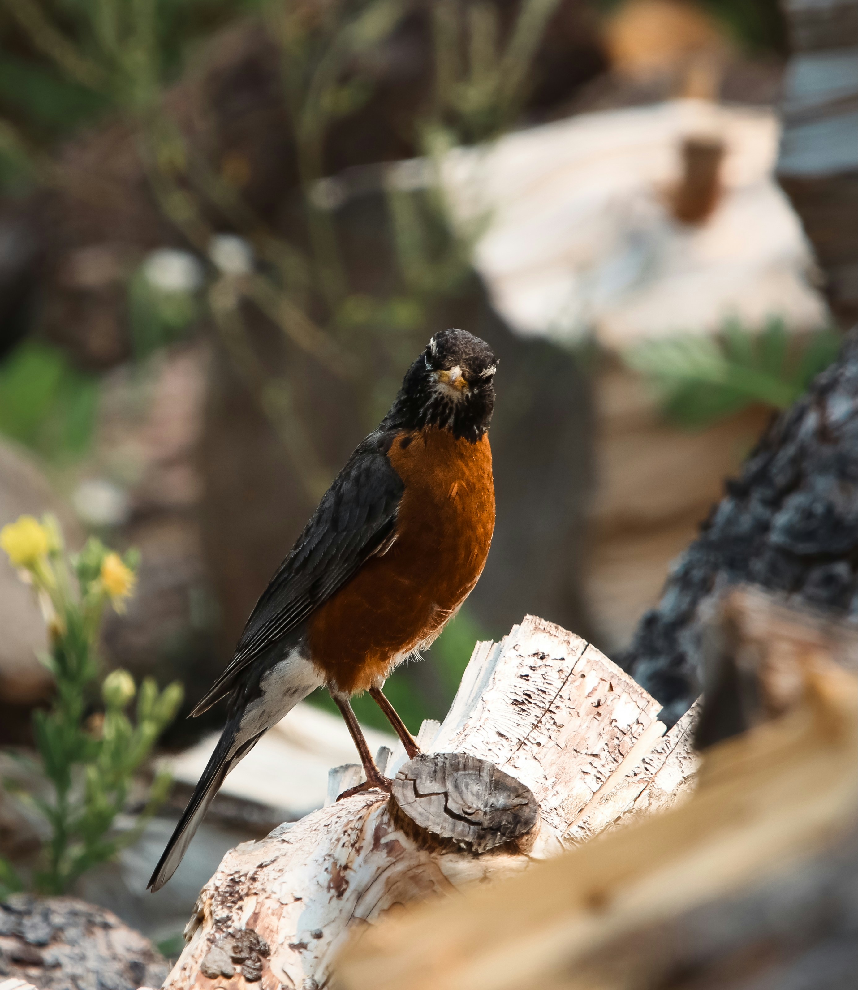 Robin on a Weathered Log: A Dappled Spotlight