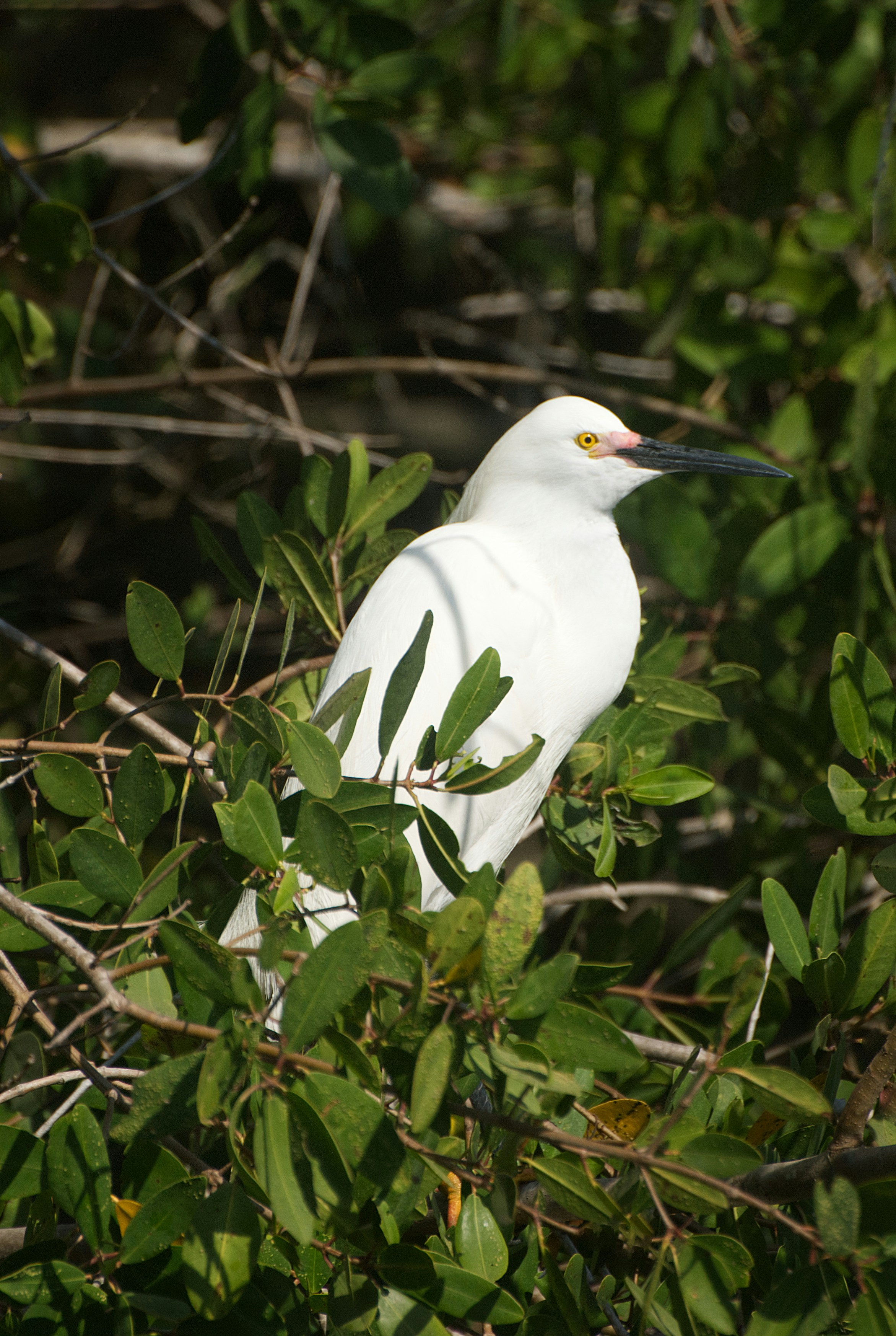 Snowy egret in mangrove bush | A snowy egret perches among lush greenery.