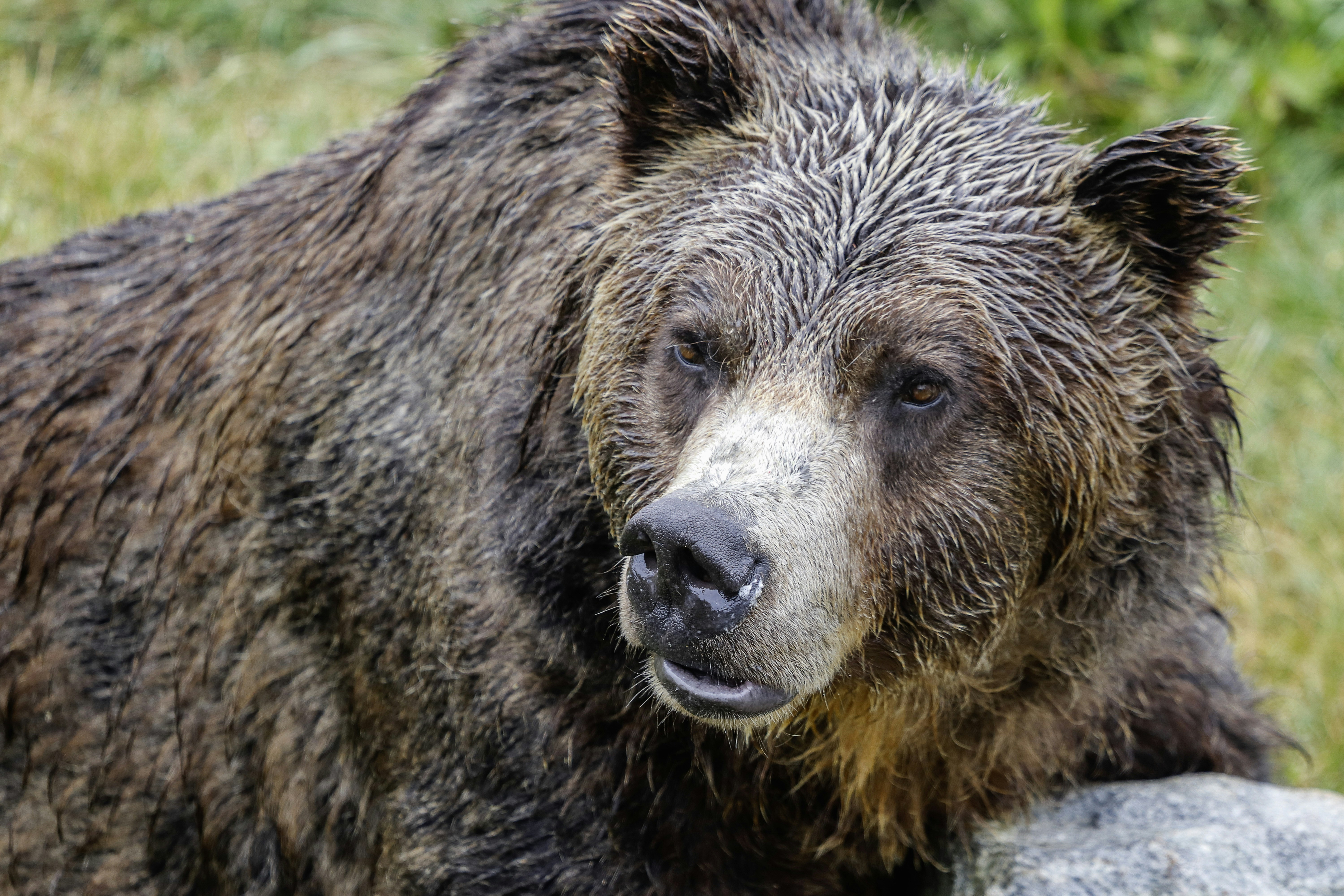 Canada Vancouver Grizzly Bears Grouse Mountain | A grizzly bear looks at the camera.