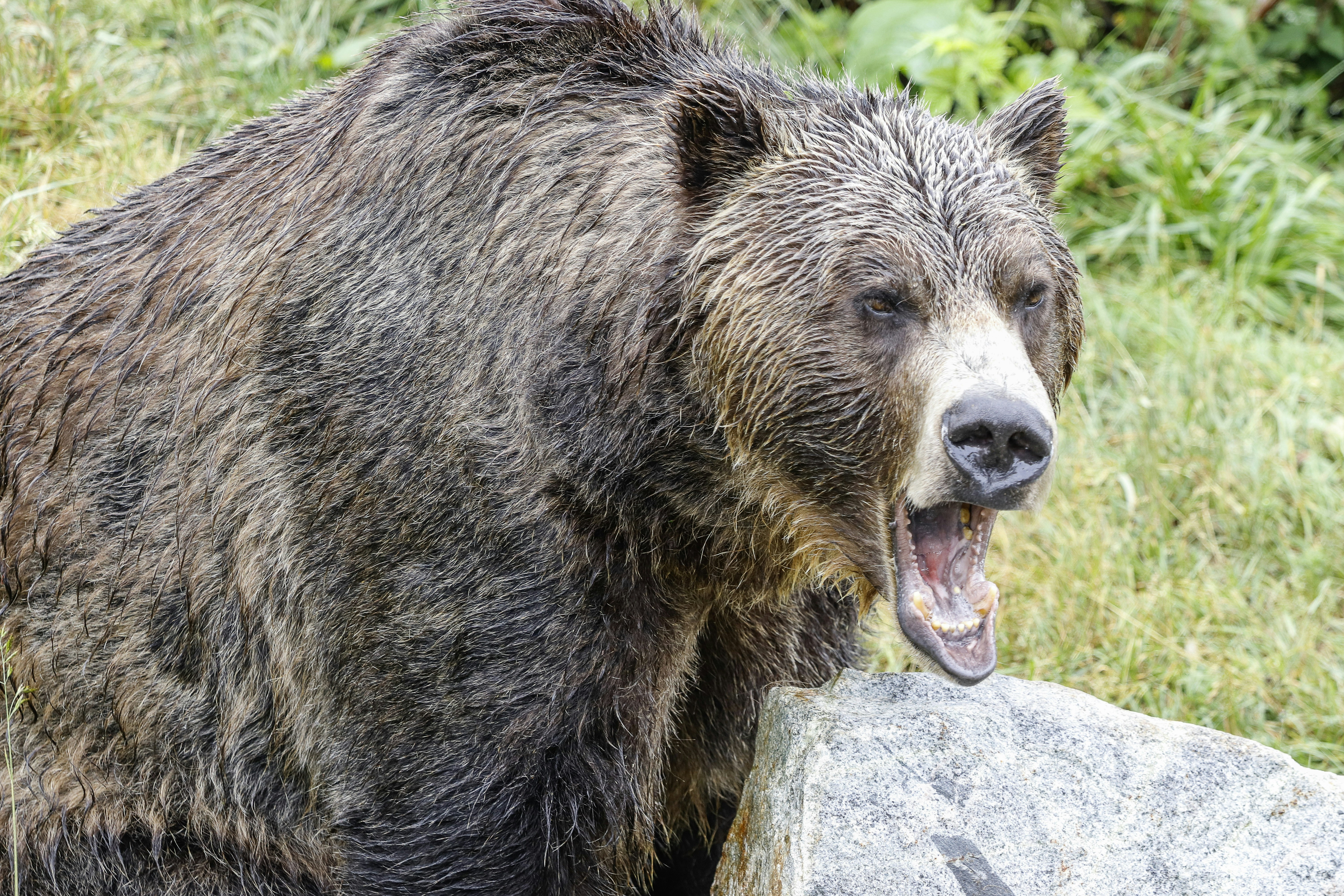 Canada Vancouver Grizzly Bears Grouse Mountain | A grizzly bear yawns wide open.