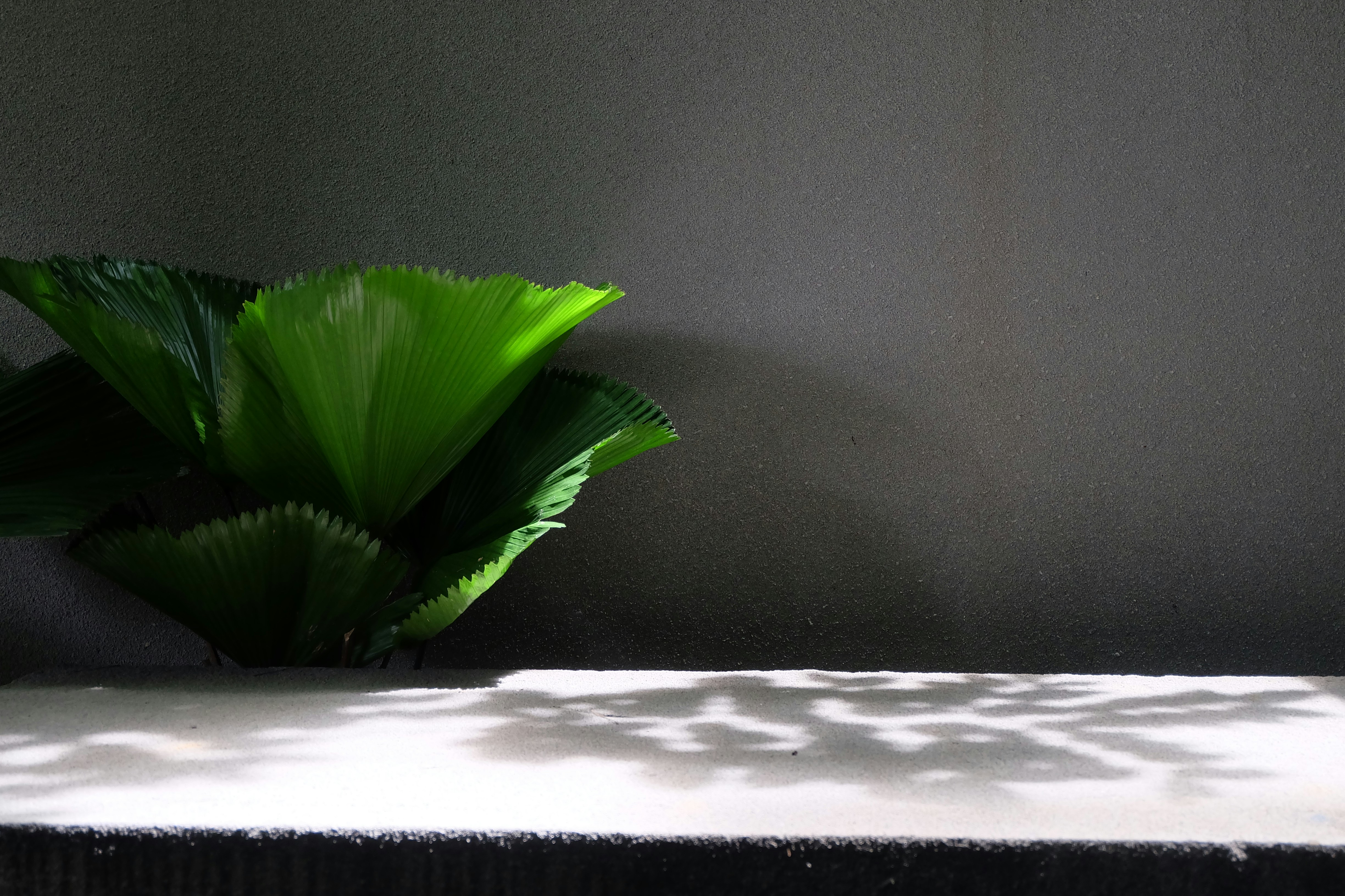 A bright green plant stands against a dark background.