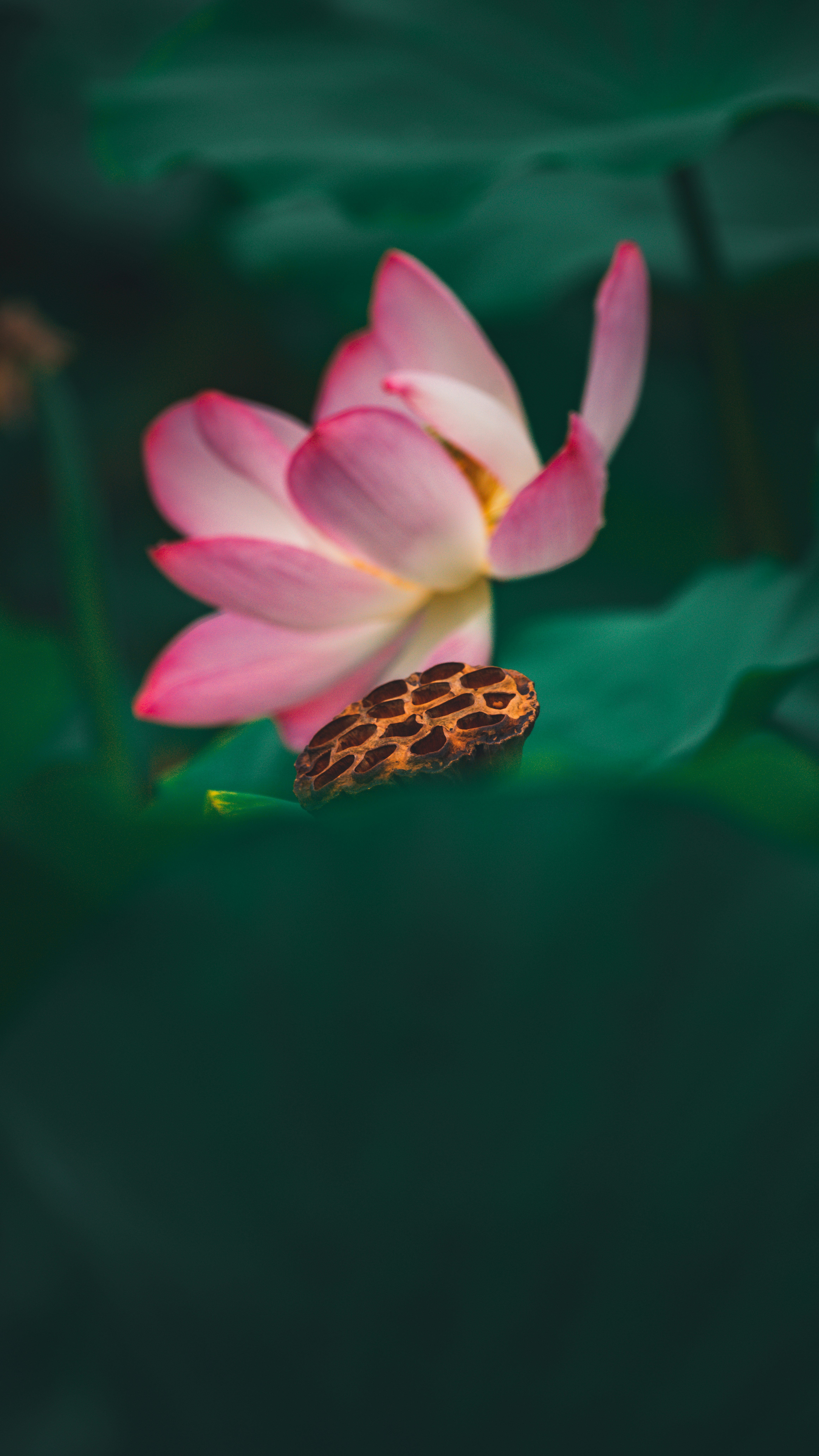 A lotus flower blooms gracefully, accompanied by a textured seed pod, surrounded by lush green leaves.