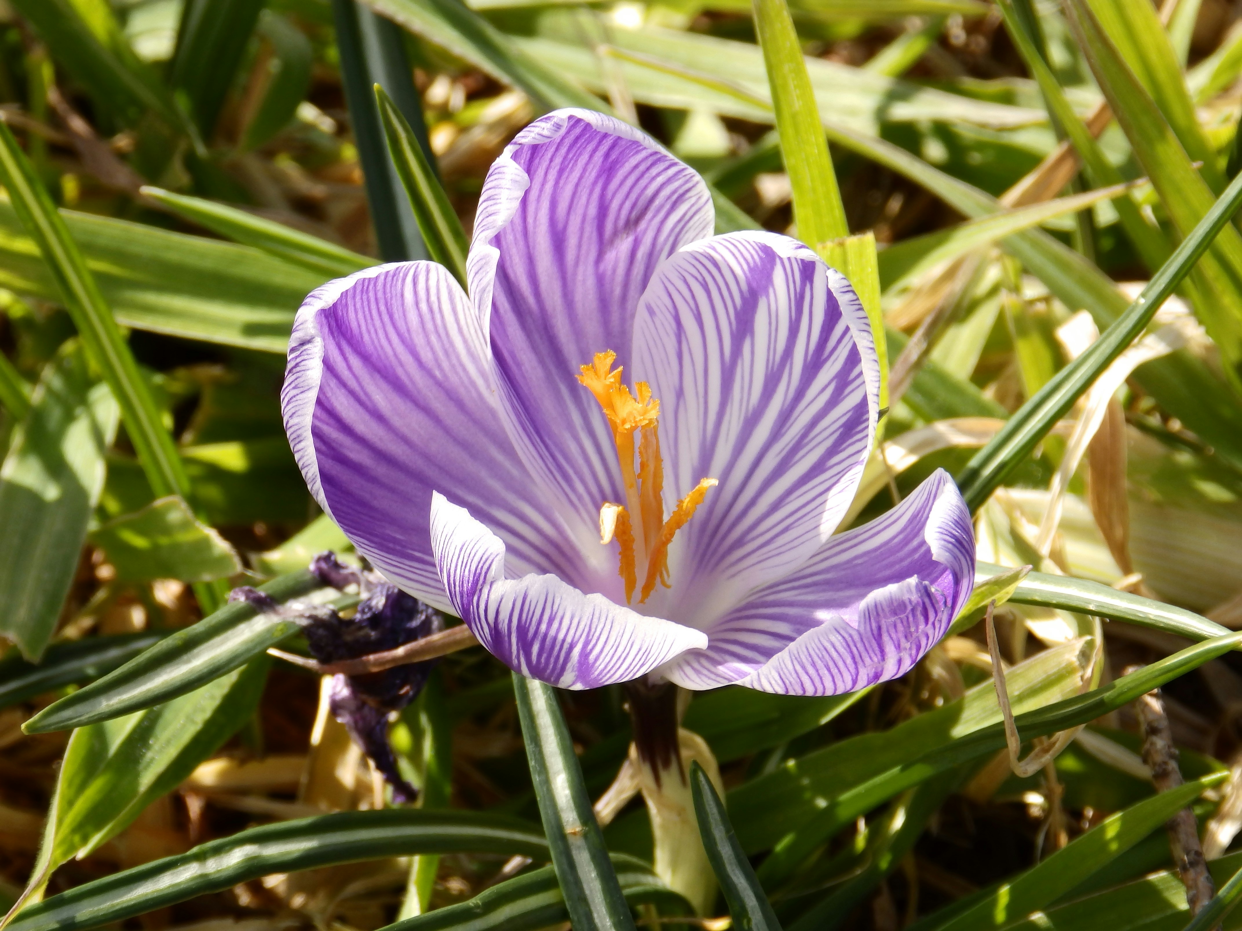 A purple and white crocus flower blooms.