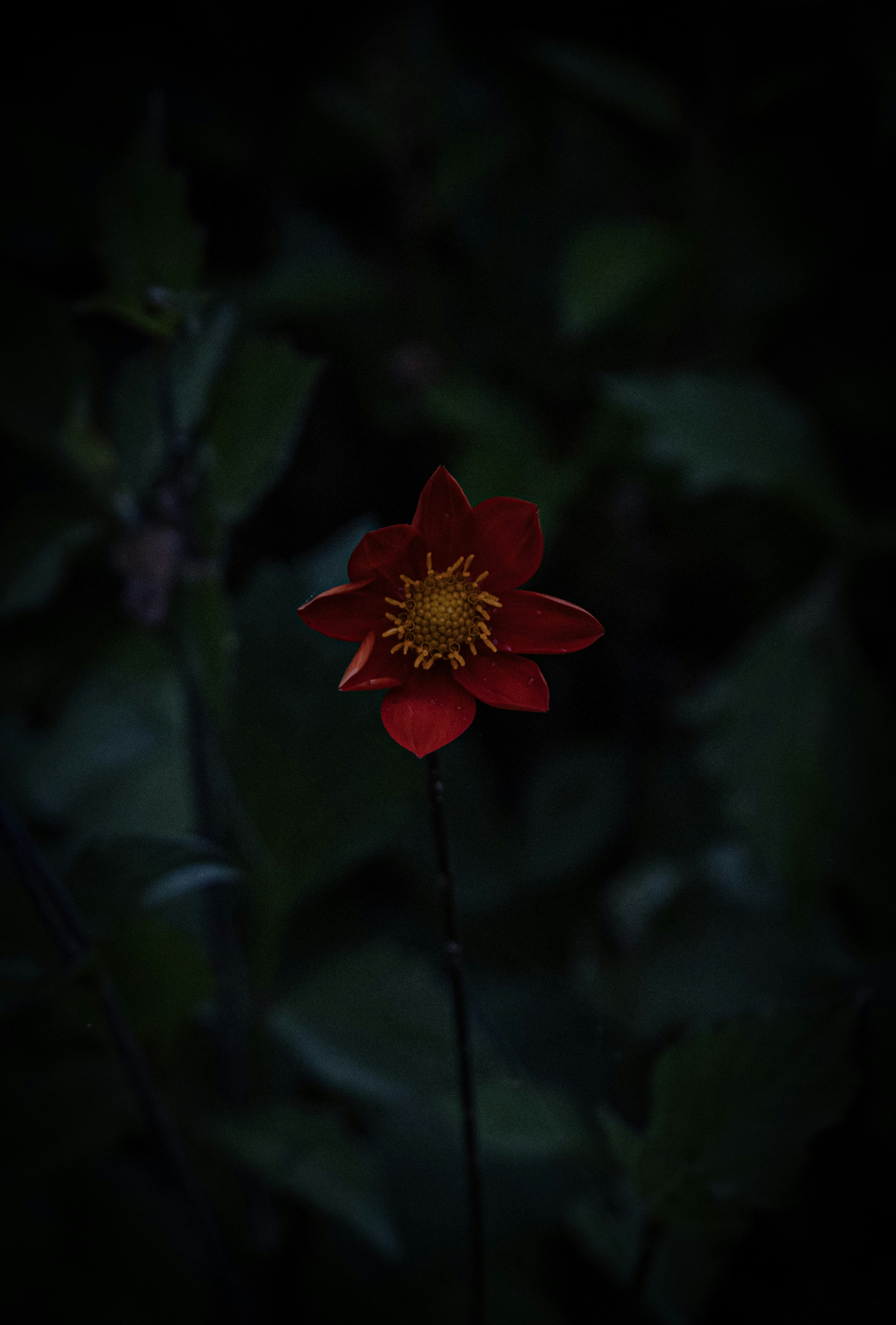 Lone Scarlet Bloom in the Shadows
