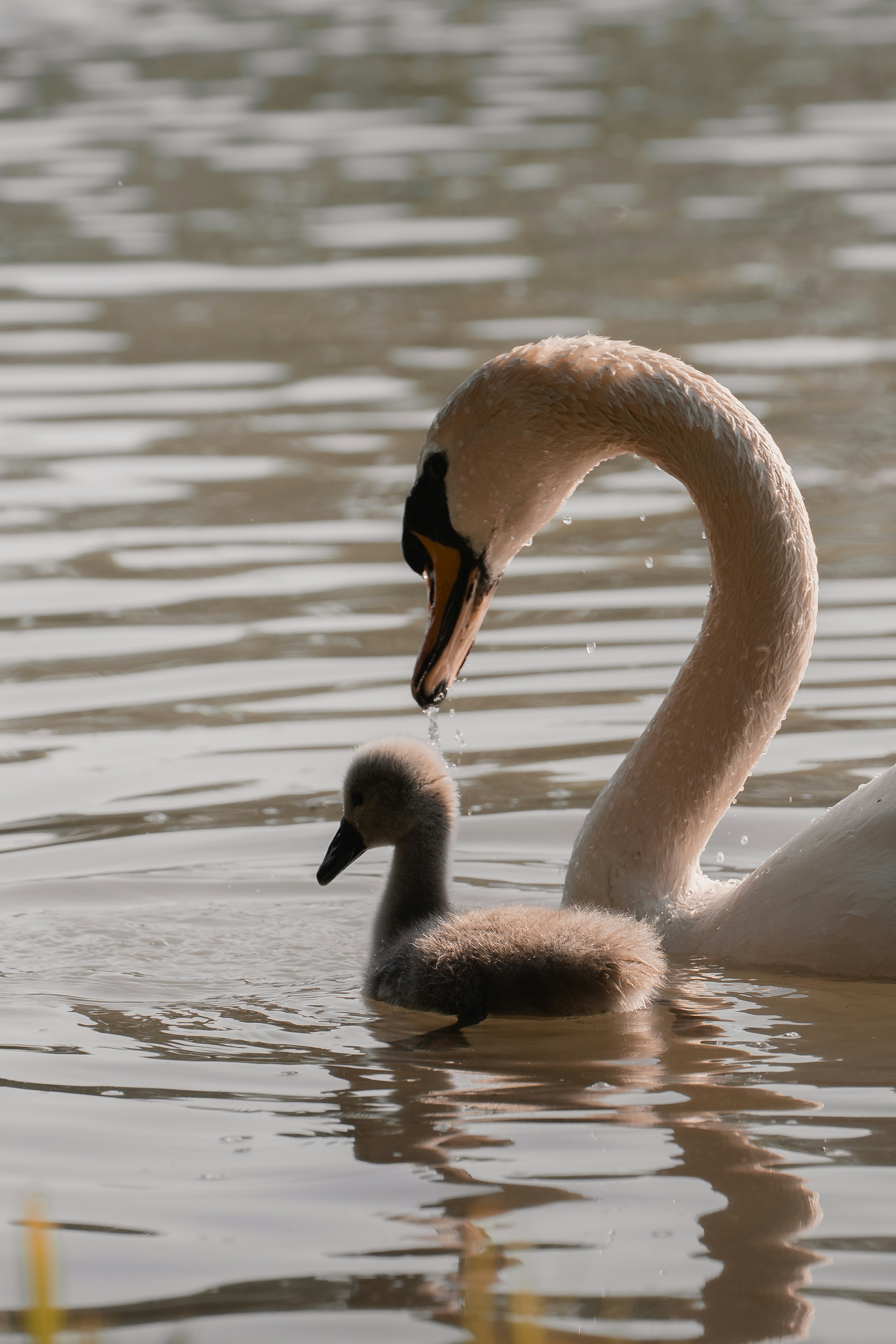 Close-Up Swan Bonding with Baby | A swan and cygnet float peacefully on the water.