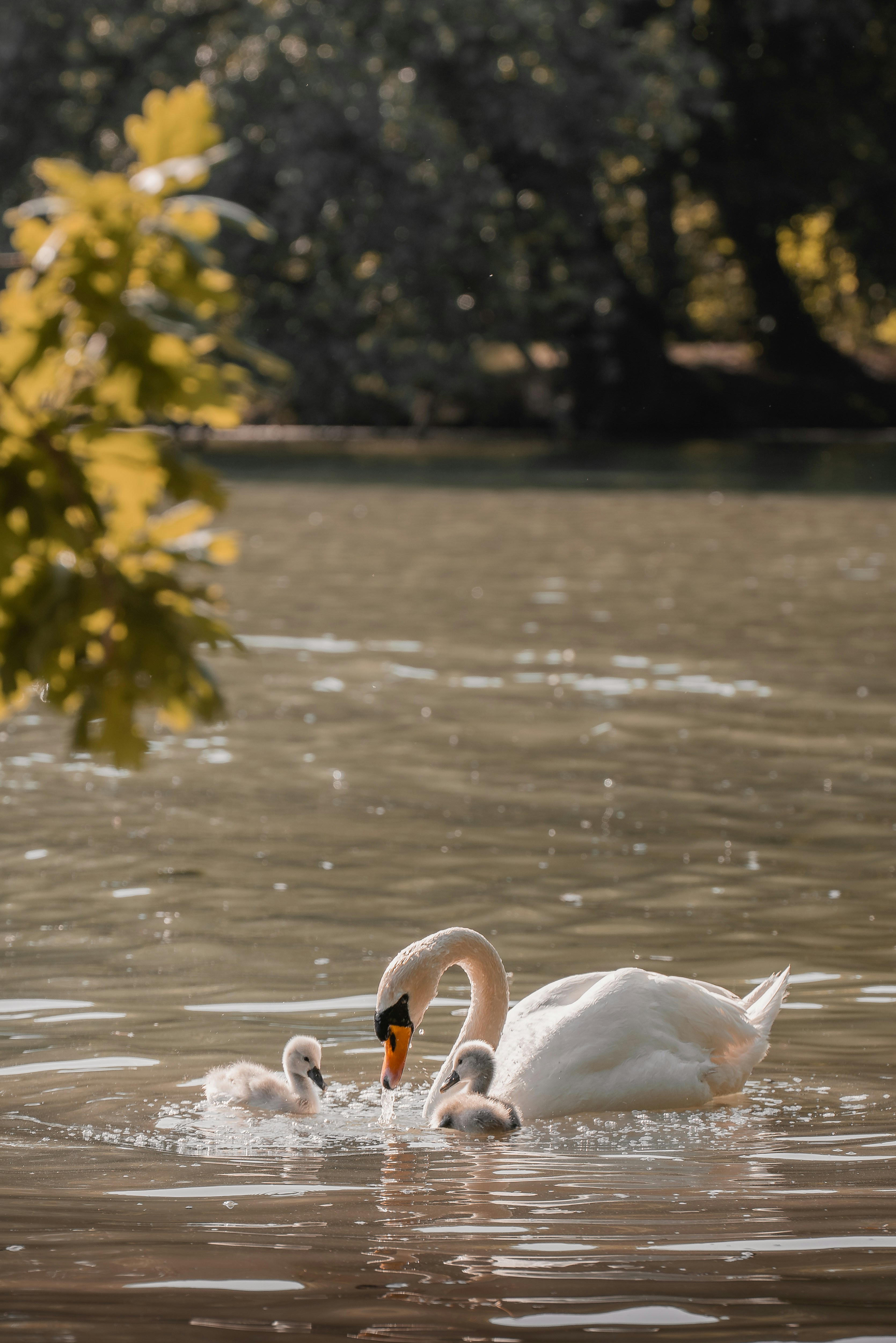 Gentle Guardians of the Water