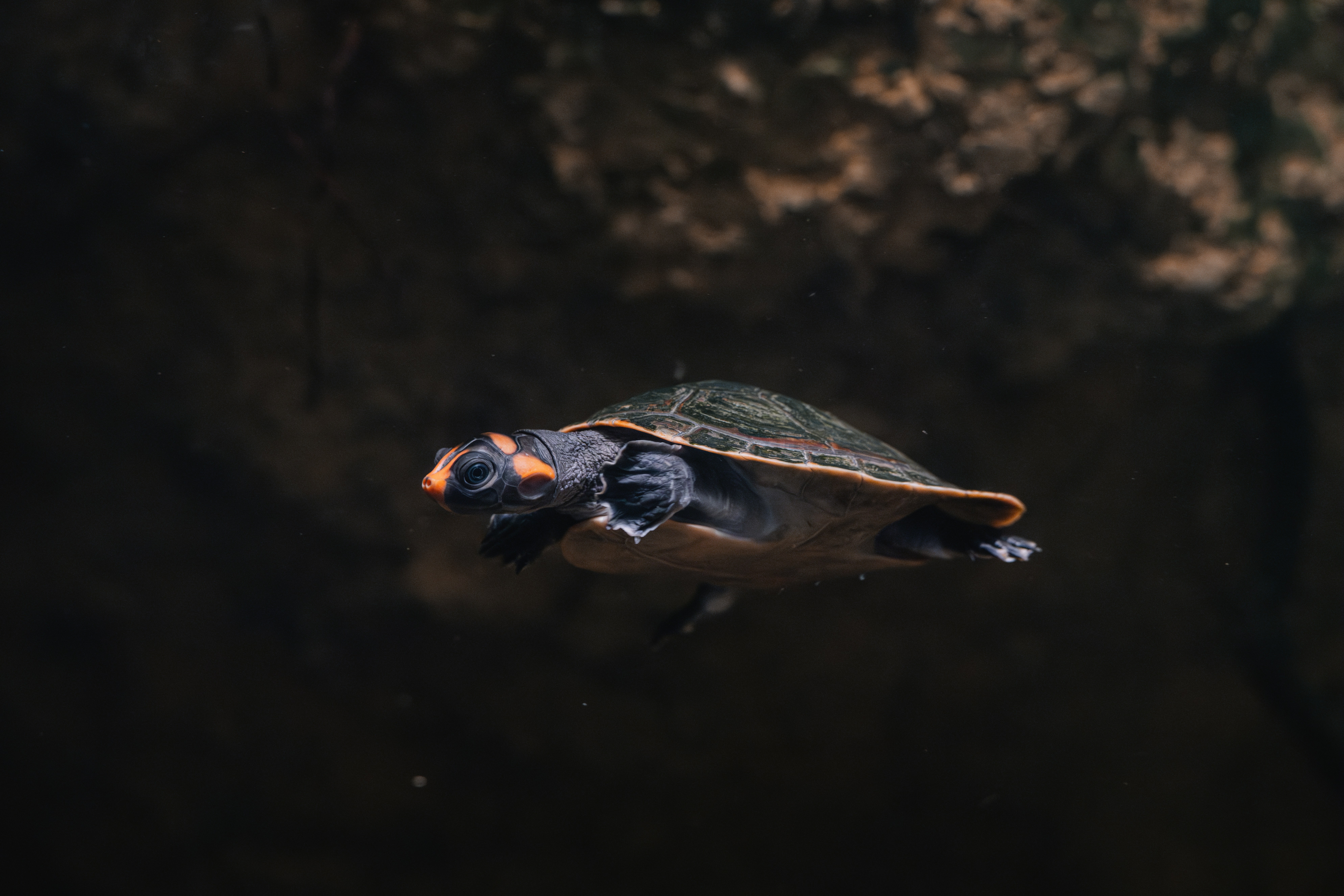 Gliding Through the Depths: A Turtle's Journey