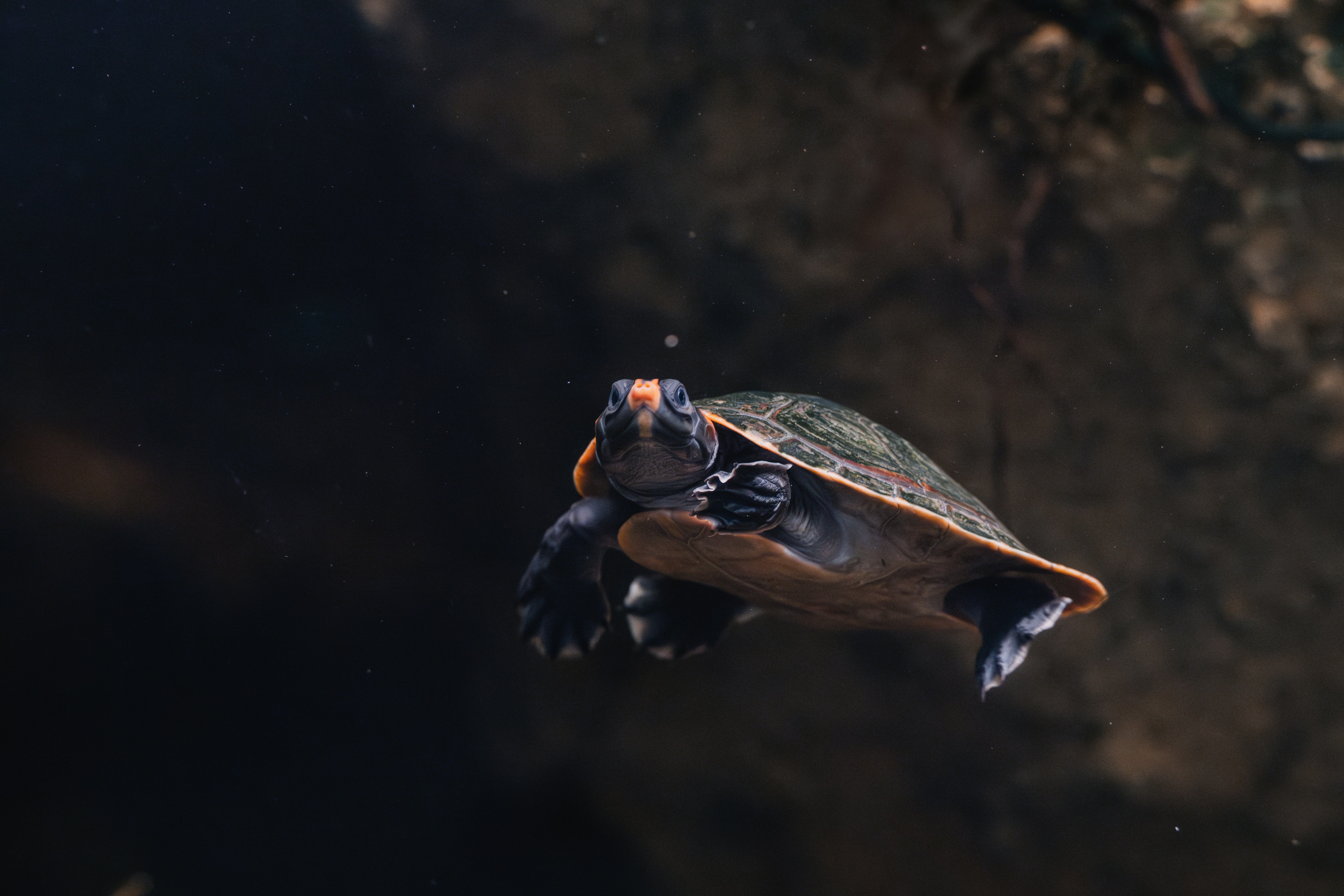 Graceful Descent of the Aquatic Traveler