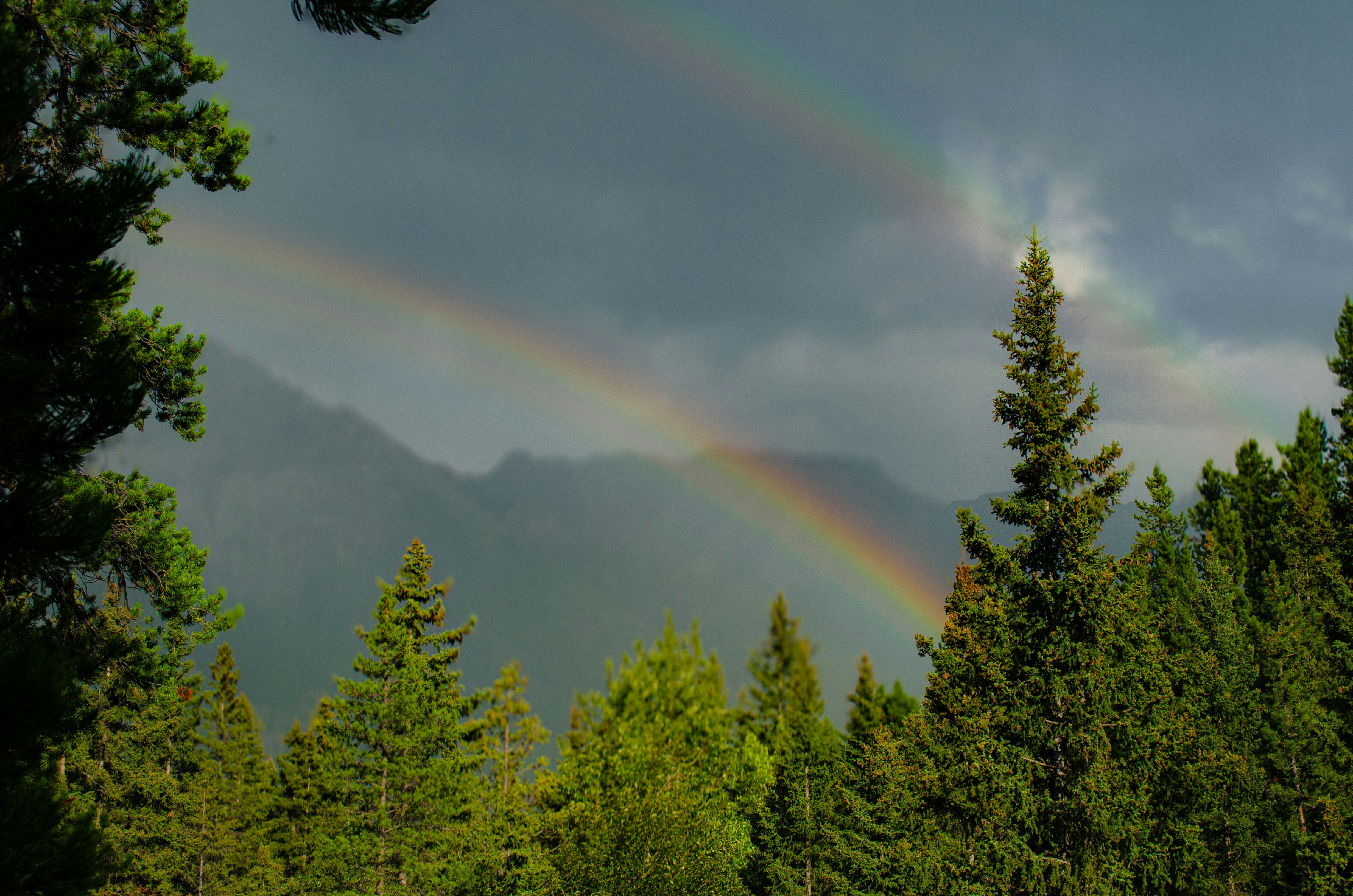A stunning double rainbow arches over a dense forest with mountains in the distance, captured after a rain shower. The vibrant colors contrast beautifully with the green trees and cloudy sky. | A double rainbow arches over a forest.