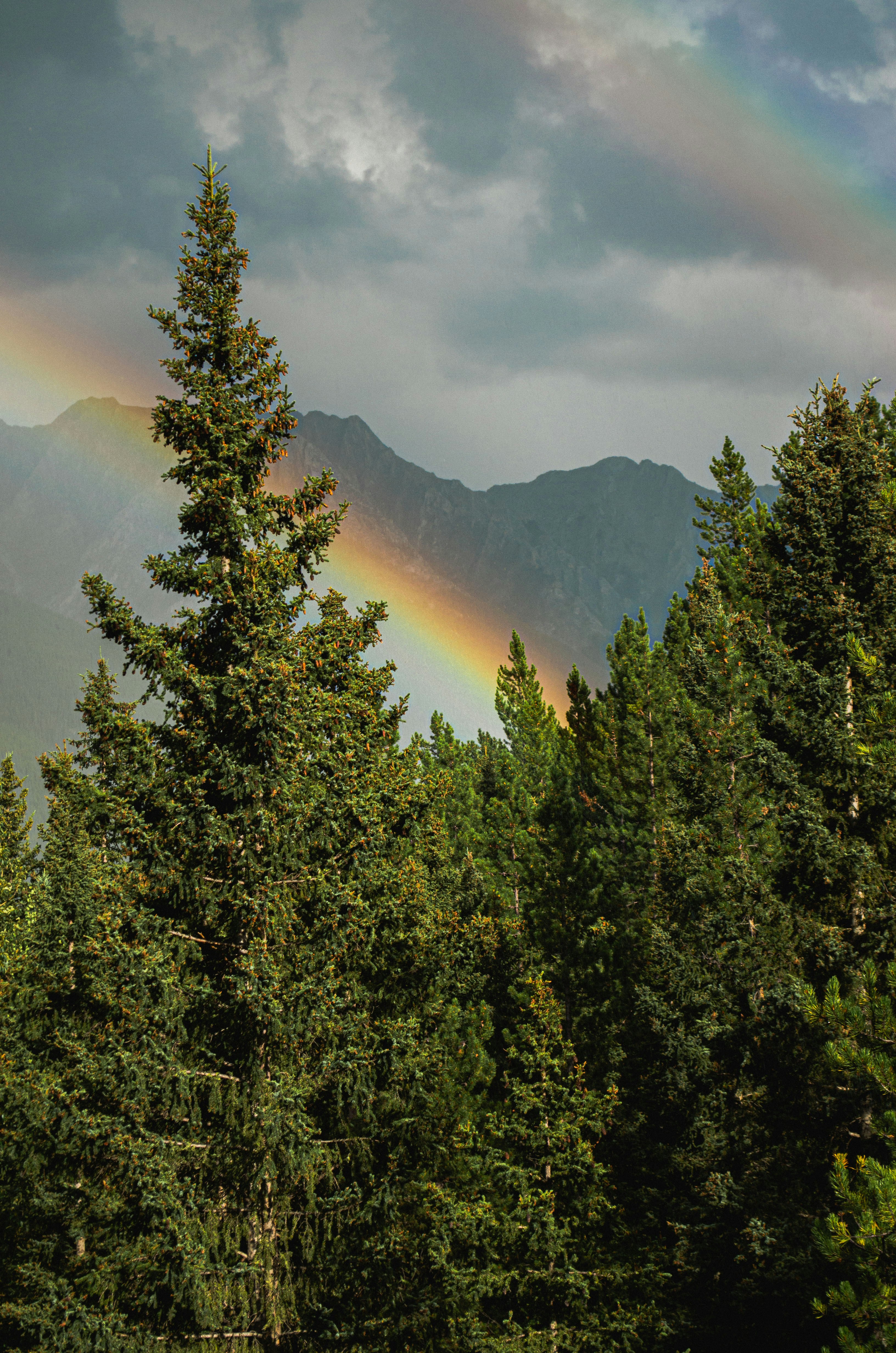 Rainbow Over Timberline: Pines Framing a Skyward Arc Above Rugged Peaks