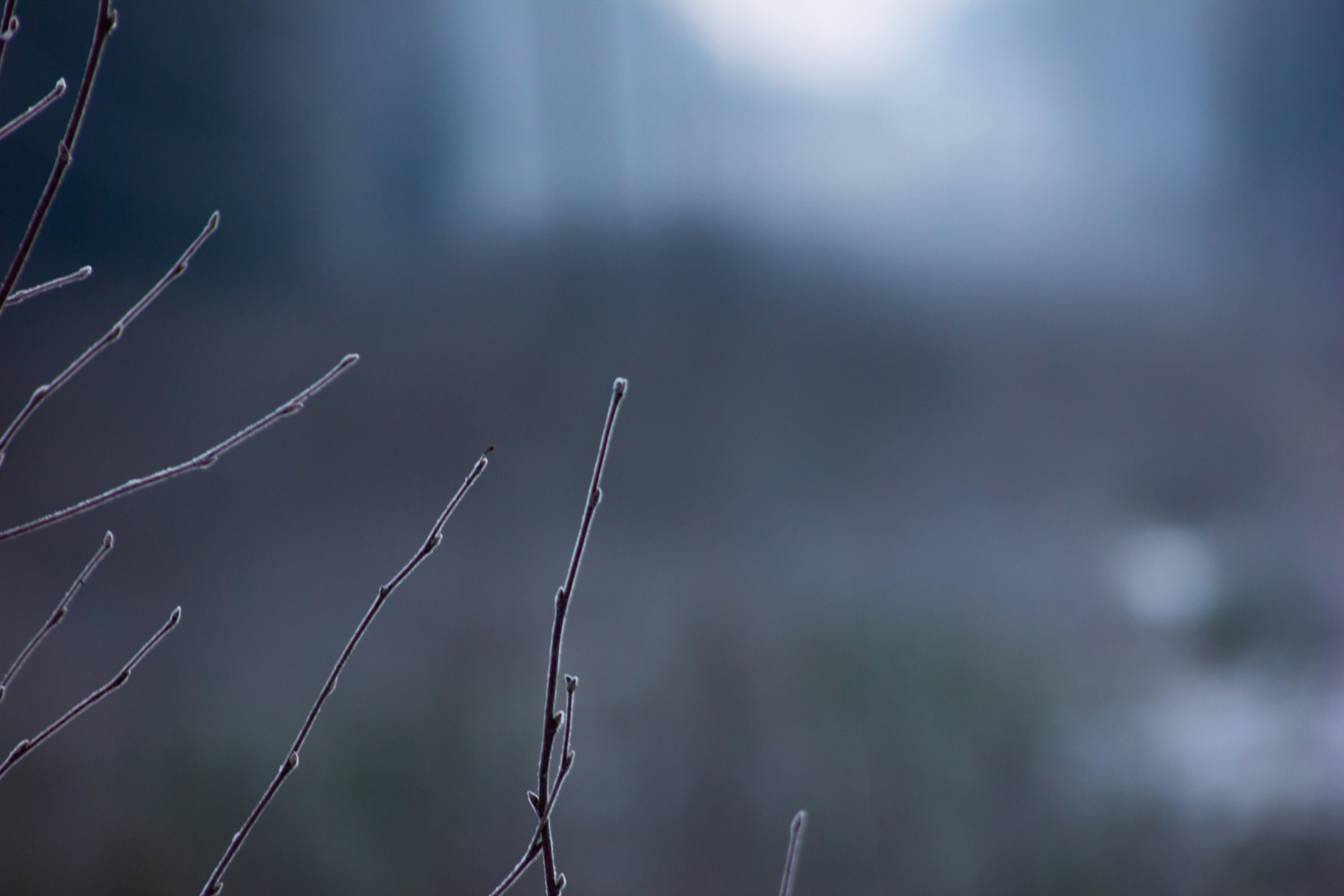 Frozen branches contrast with a misty landscape.