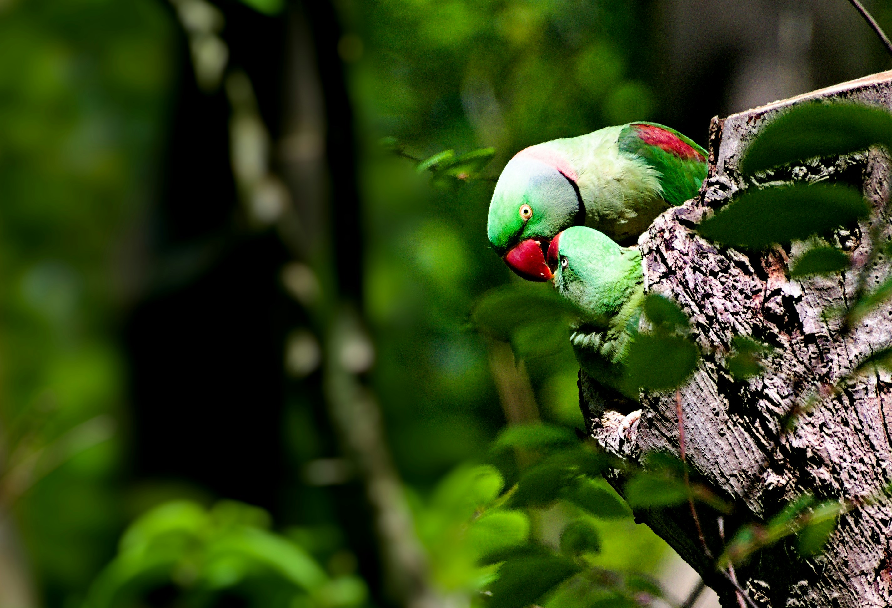 Whispers Among the Leaves: A Parrot's Serenade