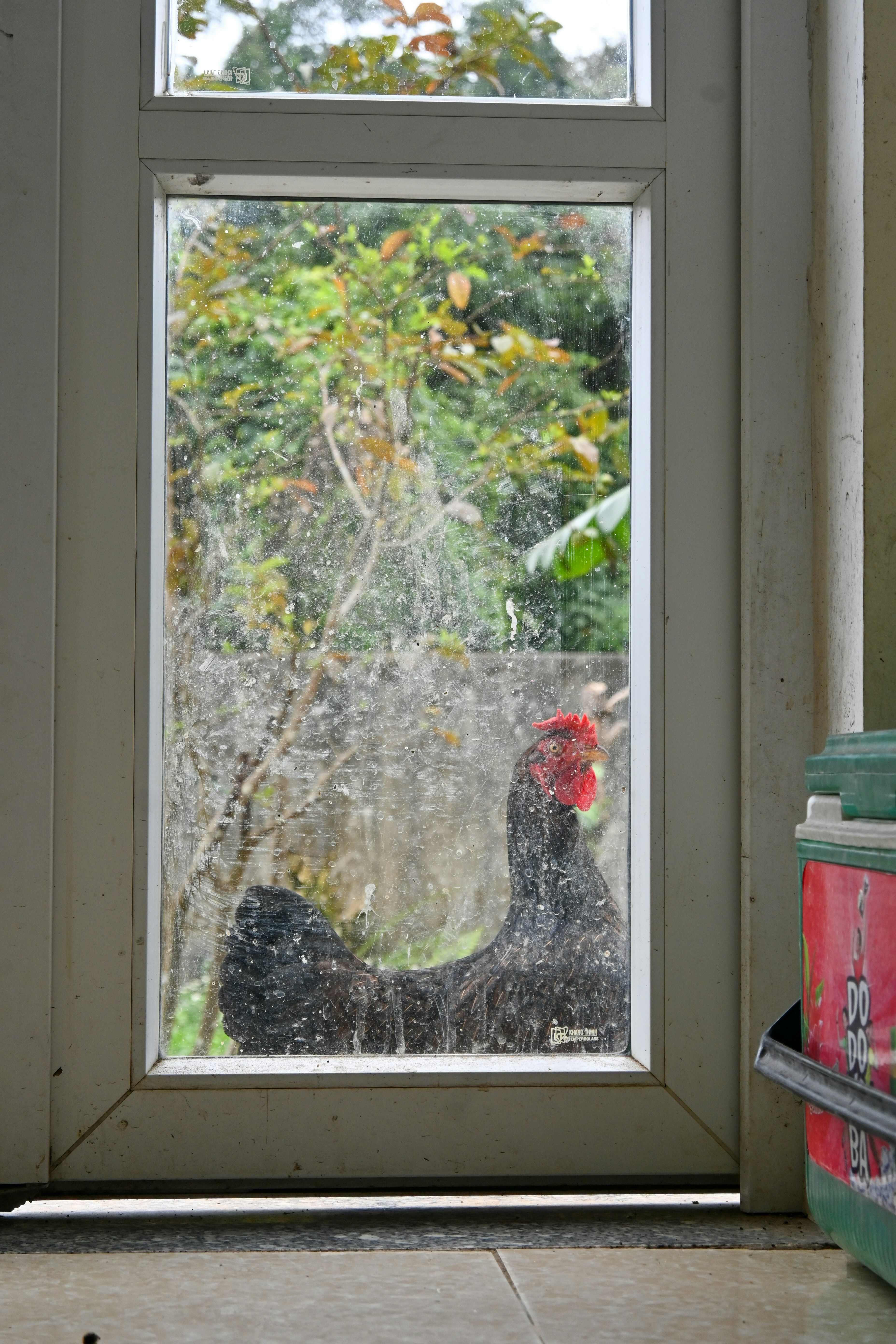 A Curious Visitor Beyond the Glass