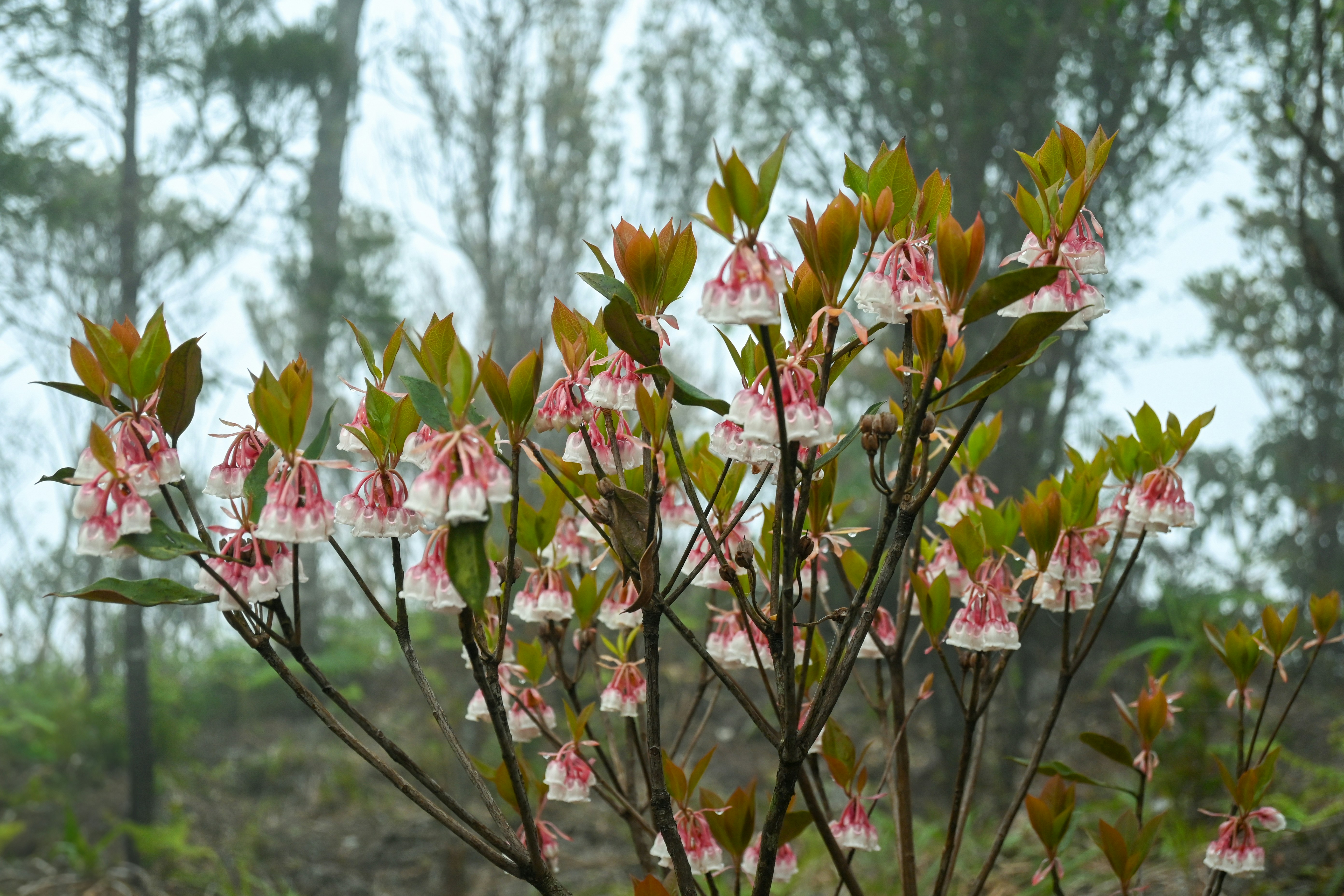 Delicate pink and white bellflowers bloom on a slender branch amidst a misty forest backdrop. The ethereal atmosphere enhances the floral display.