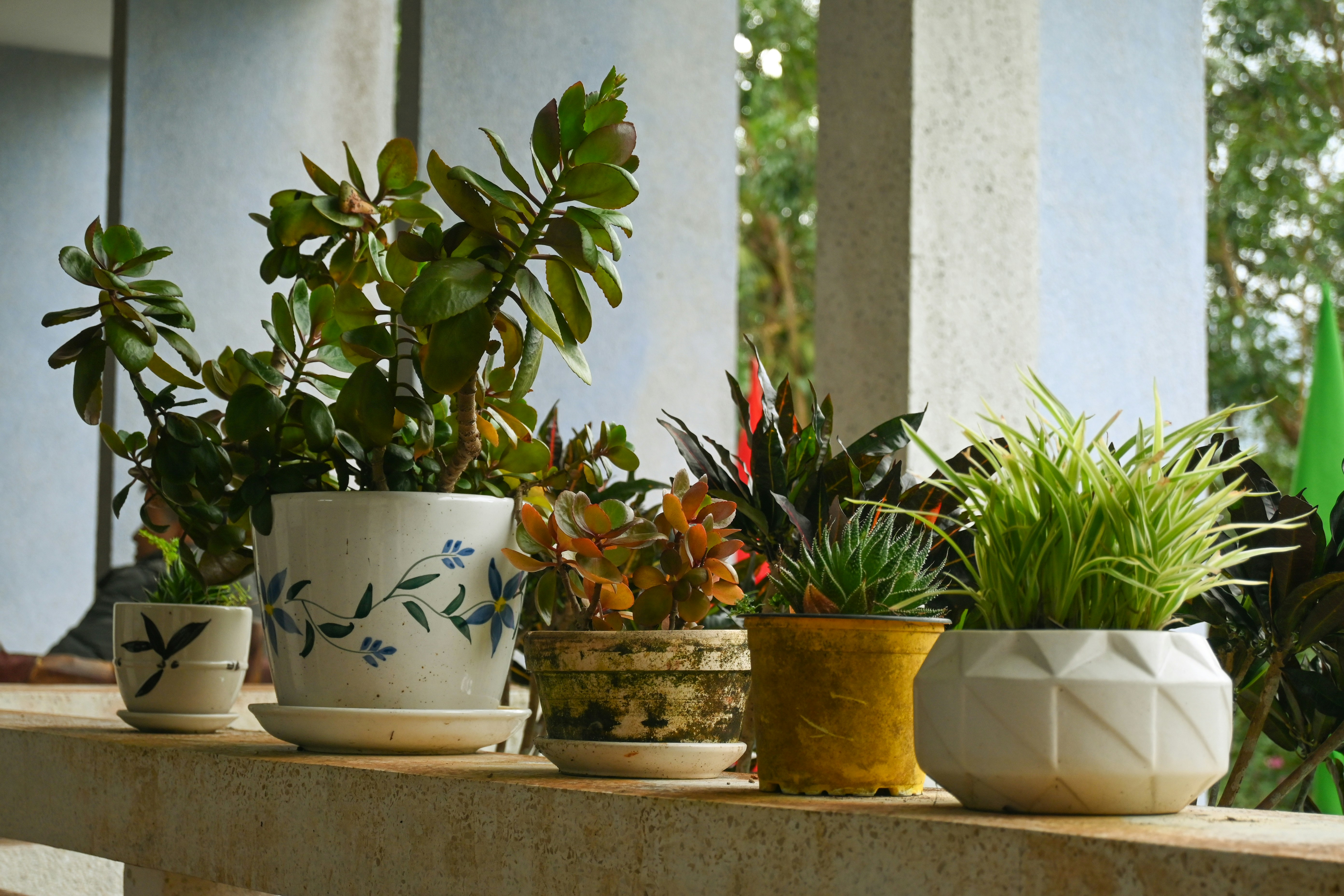 Potted plants are arranged on a porch ledge.