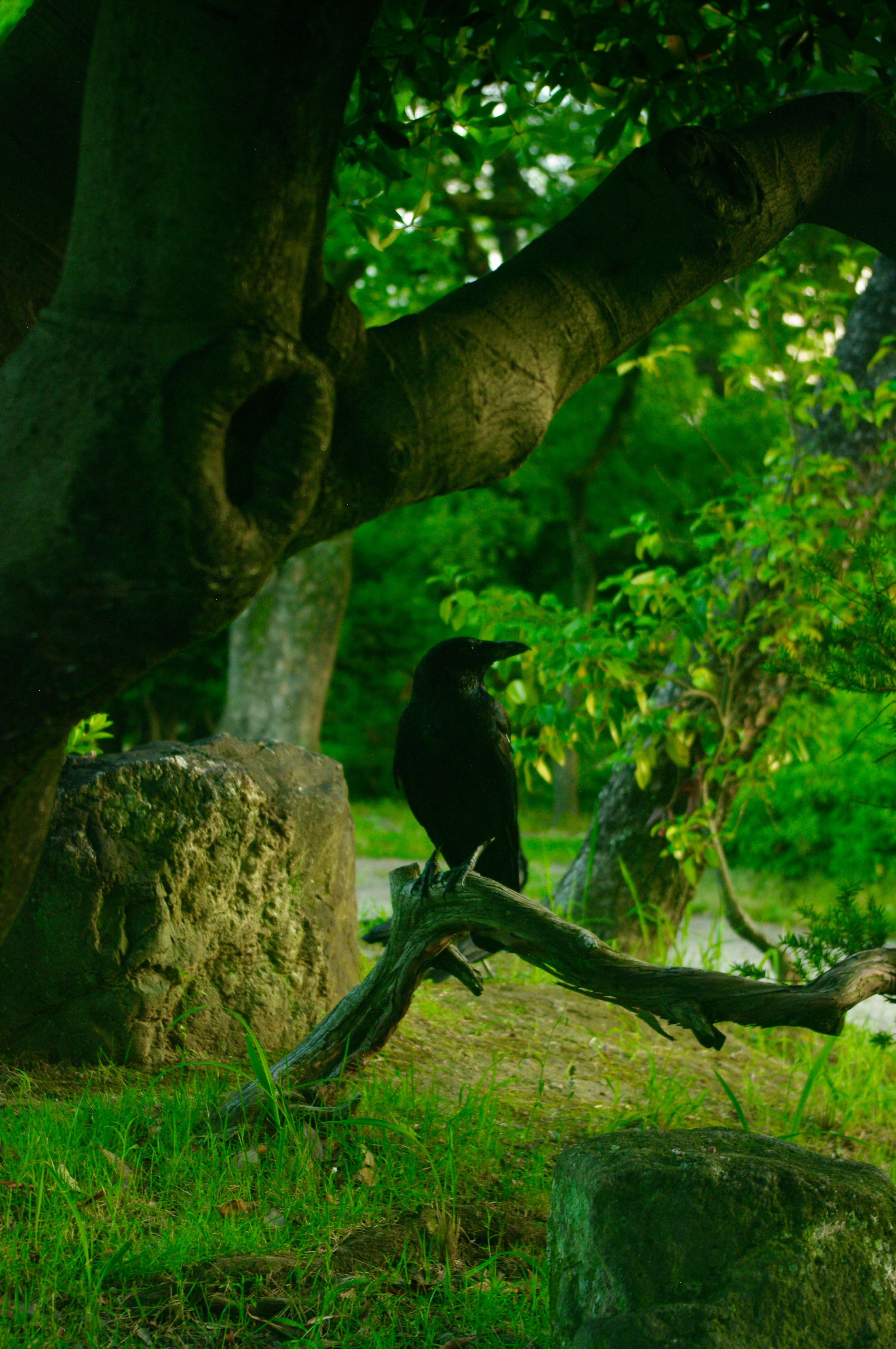 A solitary crow perched on a twisted branch amidst lush greenery, embodying the tranquility of a serene garden scene.