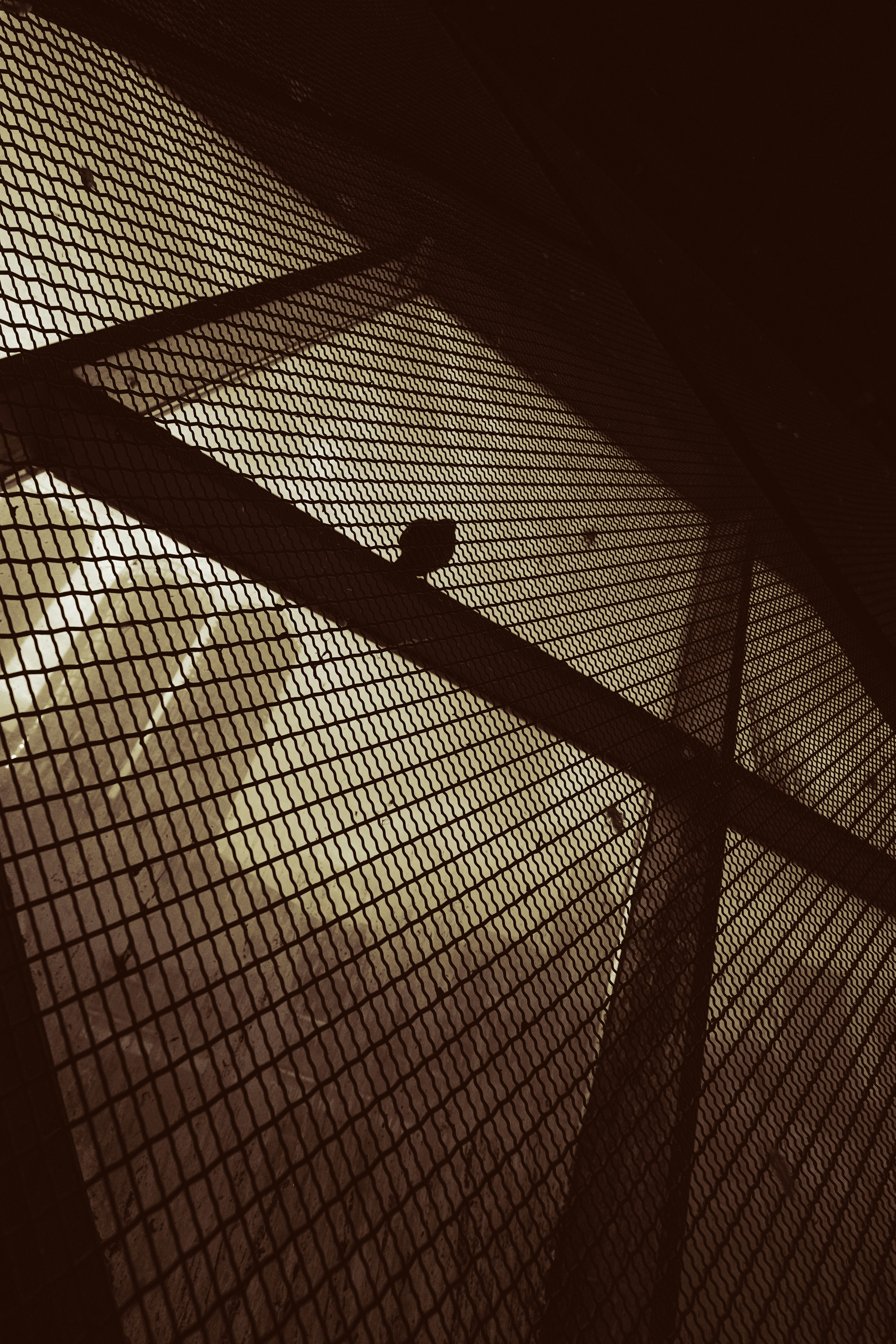 Silhouetted Solitude: A Bird's Perch in Urban Shadows