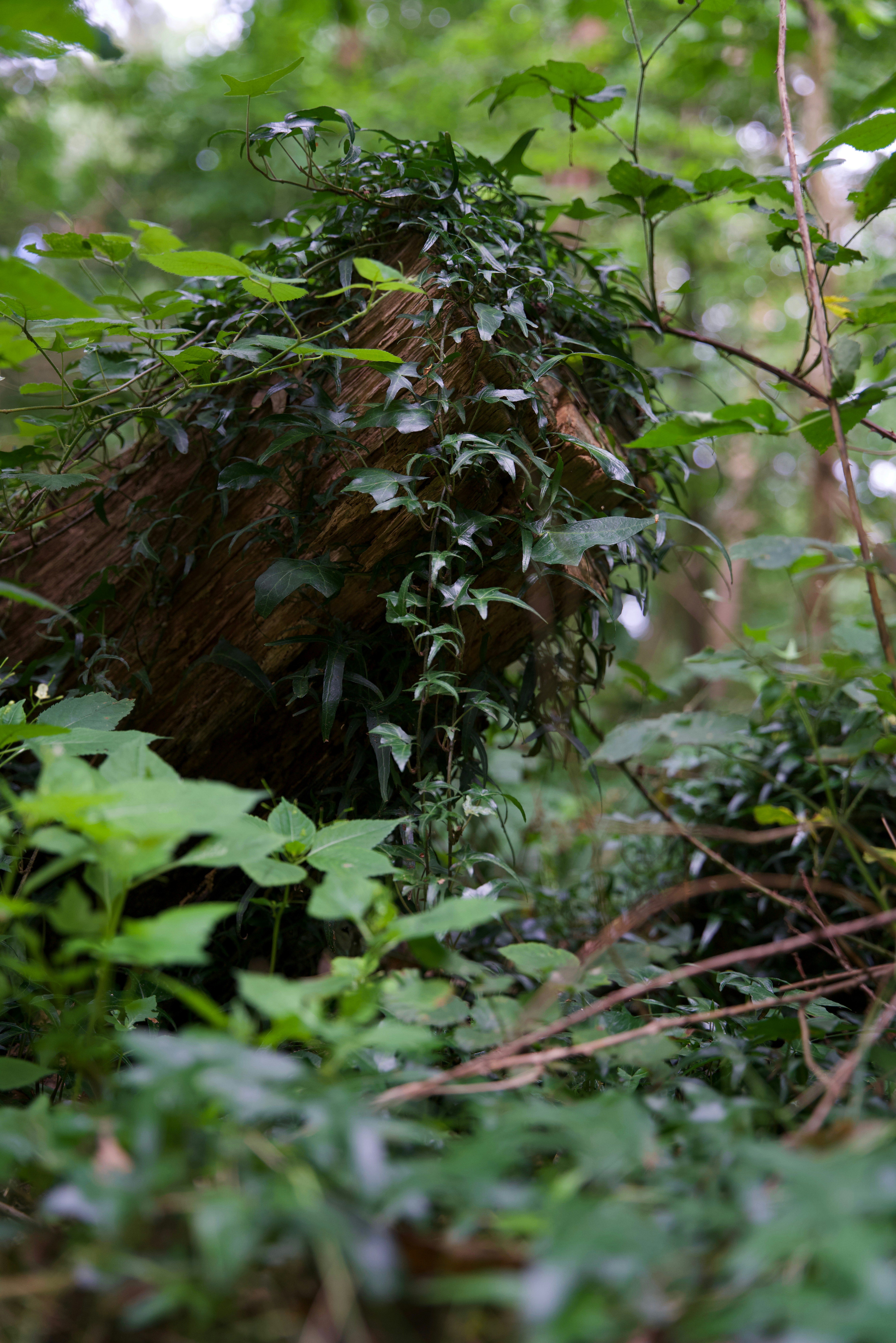 Lush greenery enveloping a weathered log, showcasing the cycle of life in a forested environment.