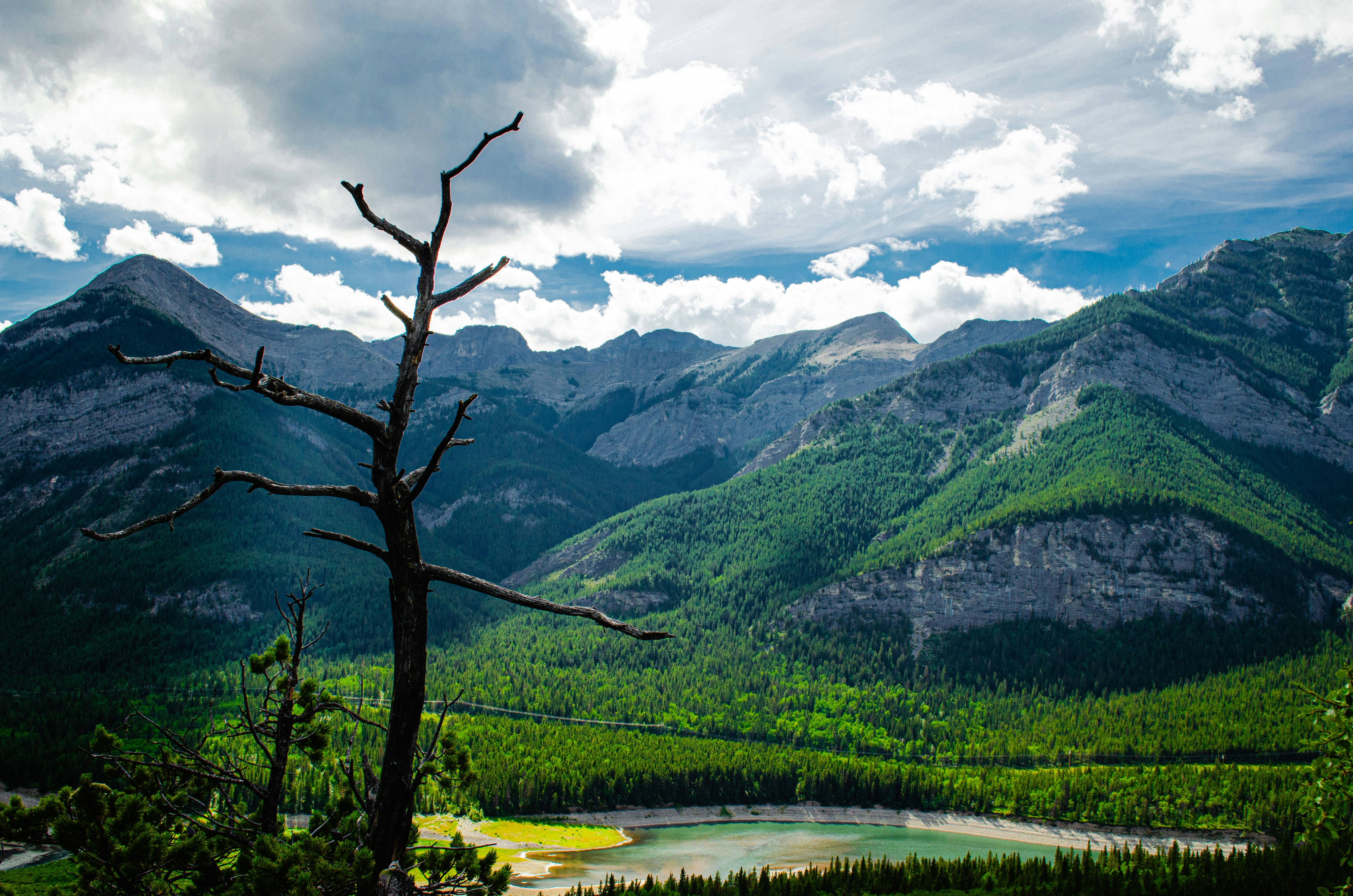 A gnarled tree stands sentinel over a lush valley, framed by towering mountains under a dynamic sky. The scene captures the essence of nature's resilience and beauty.