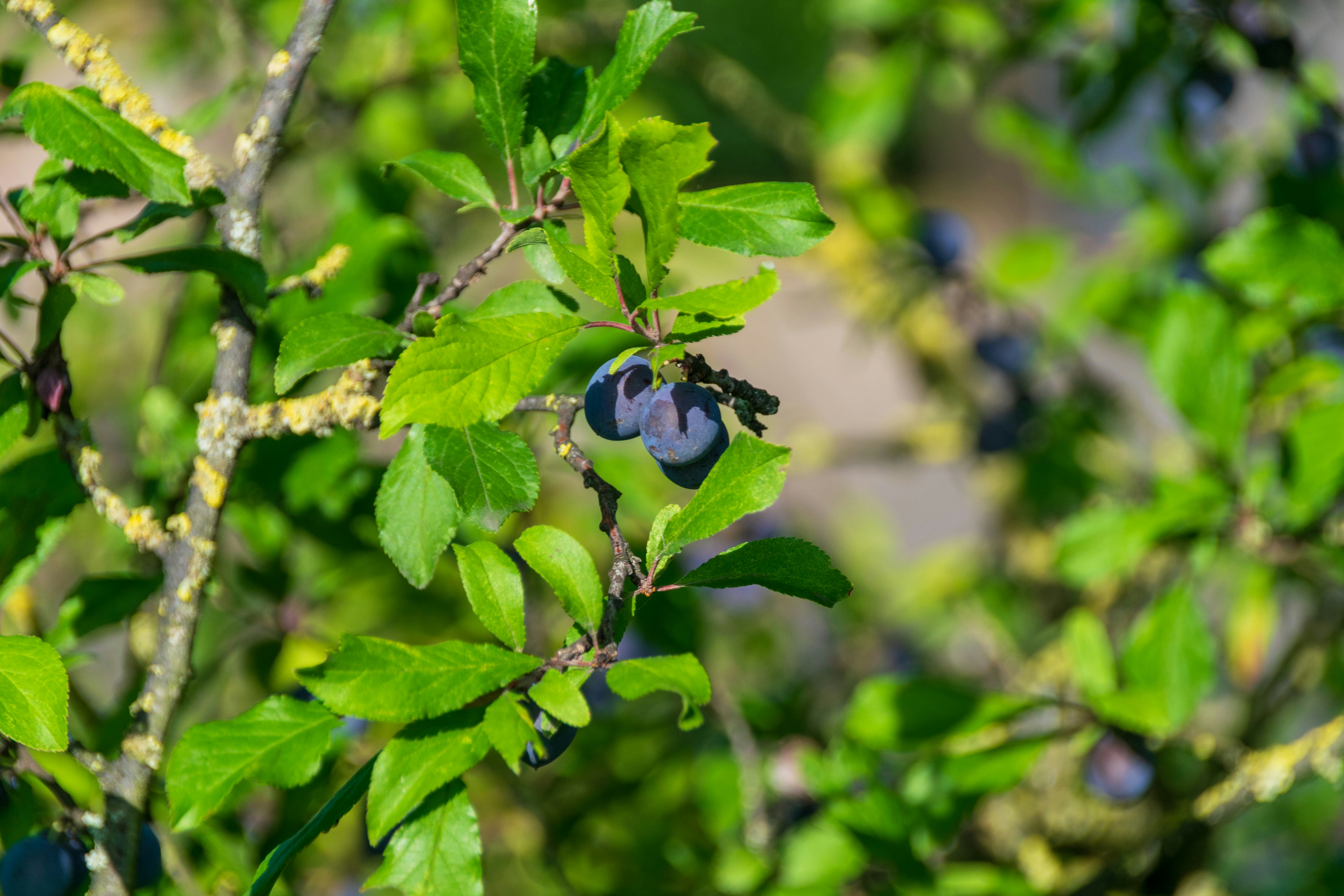 Blueberry in a Sunlit Canopy: a Crisp Close-Up on Emerald Leaves
