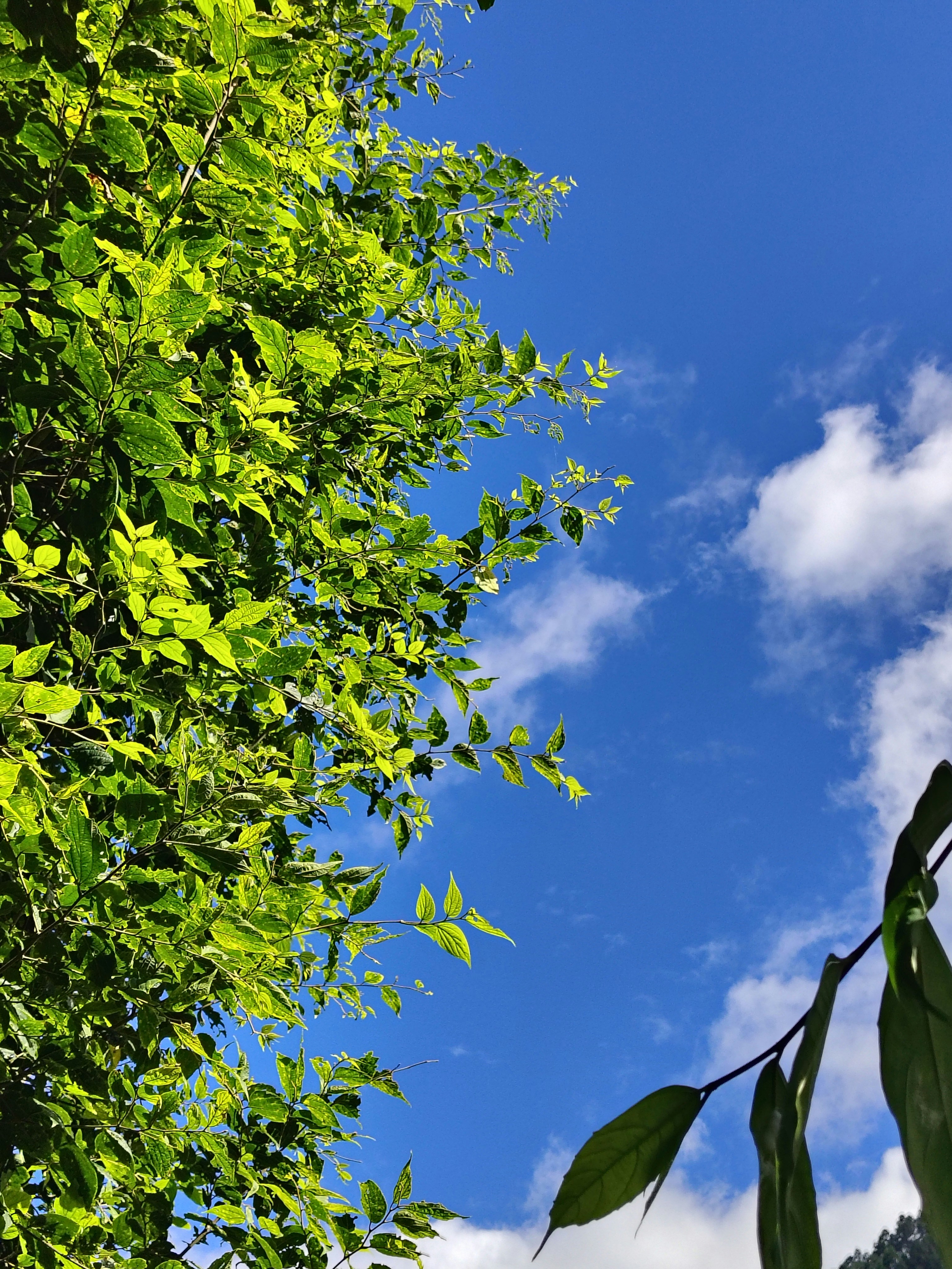 Green leaves frame a vibrant blue sky.