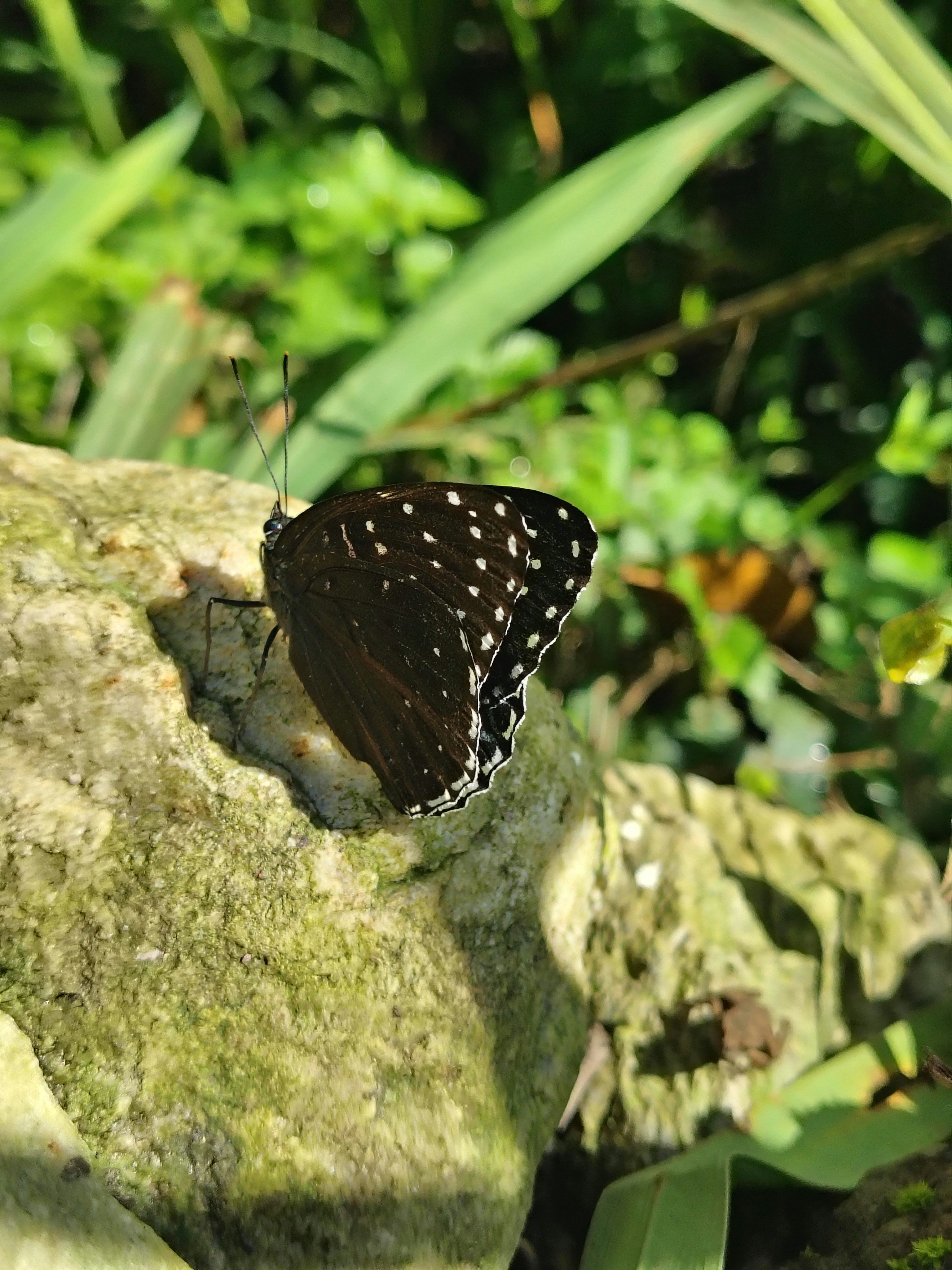 A butterfly rests on a mossy rock.