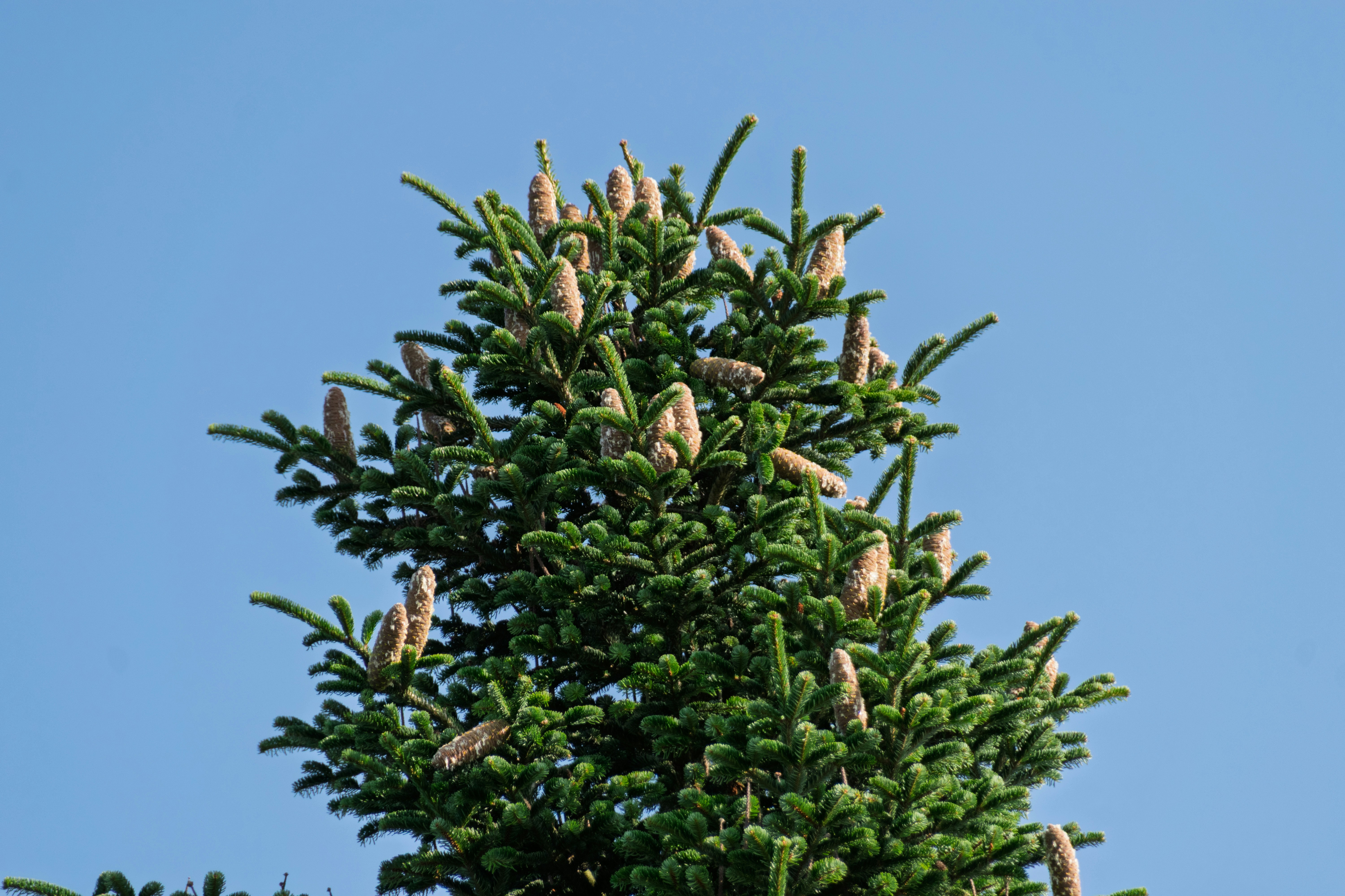 Nature's Pinnacle: The Majesty of Cones