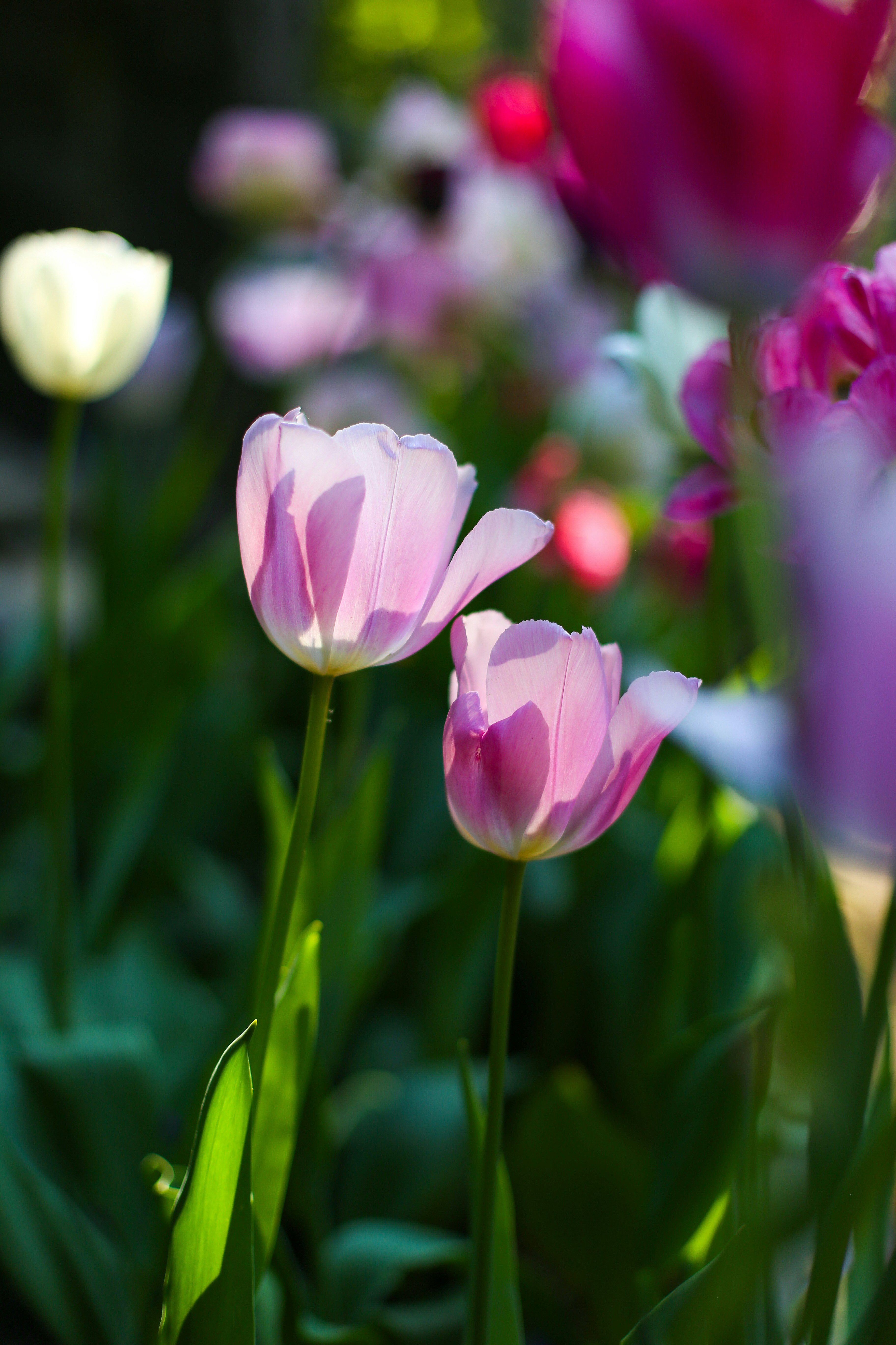 Pretty pink tulips bloom in the garden.