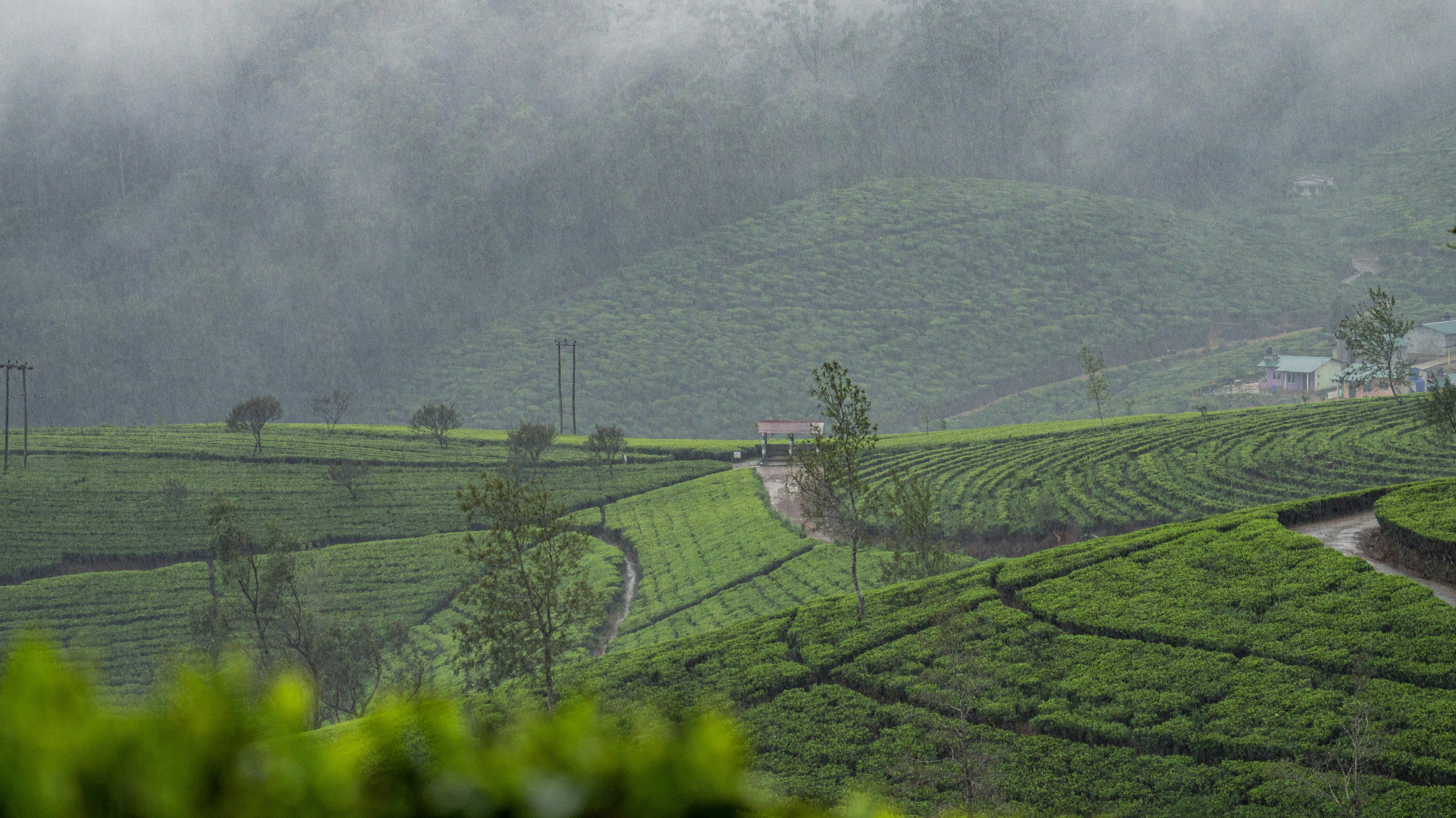 Tea plantations on a misty hillside.
