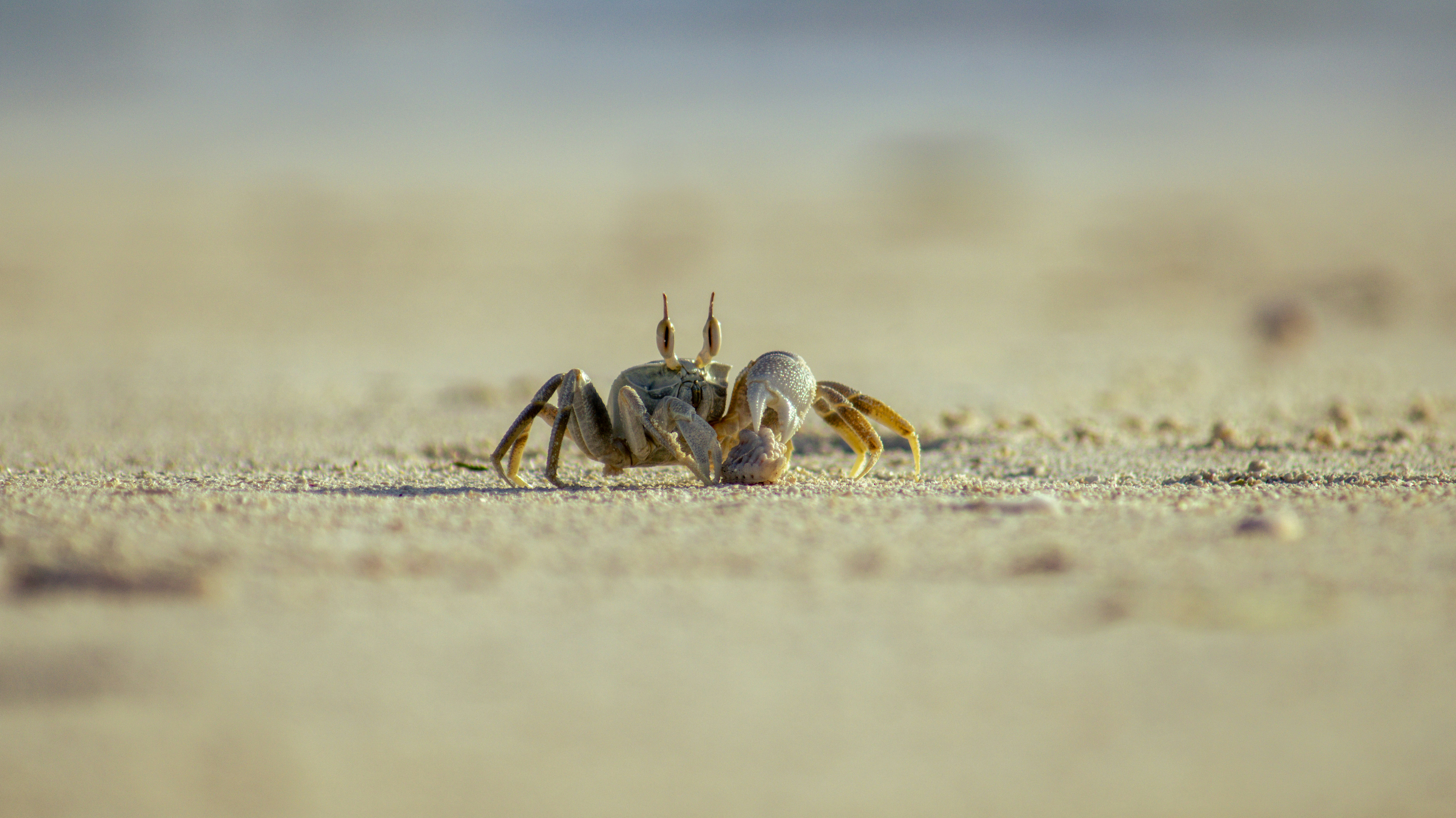 A crab scurries across the sandy beach.