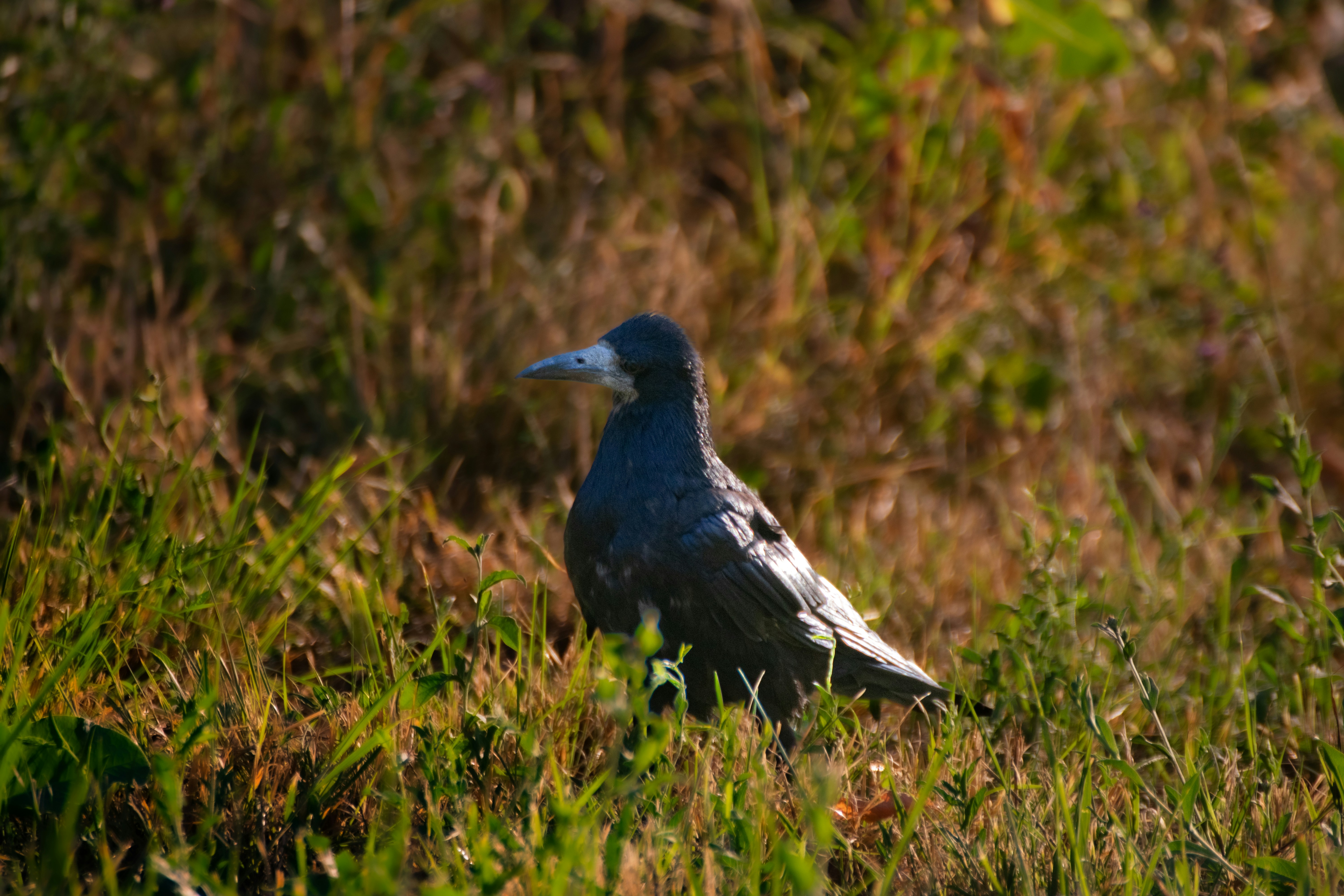 A crow stands in the grassy field.