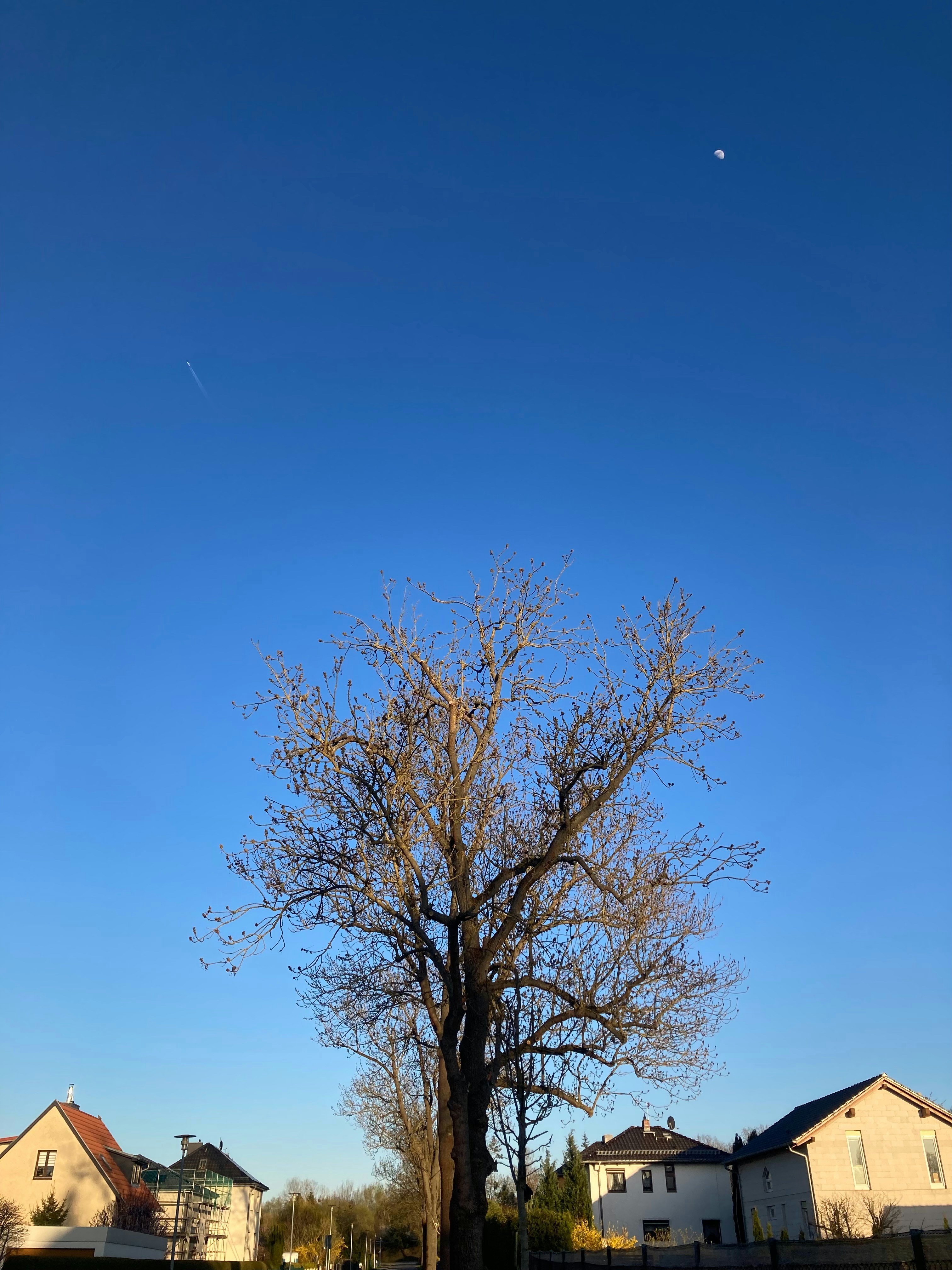 A solitary tree stands against a bright blue sky, with a hint of the moon visible above, capturing the essence of a tranquil winter's day.