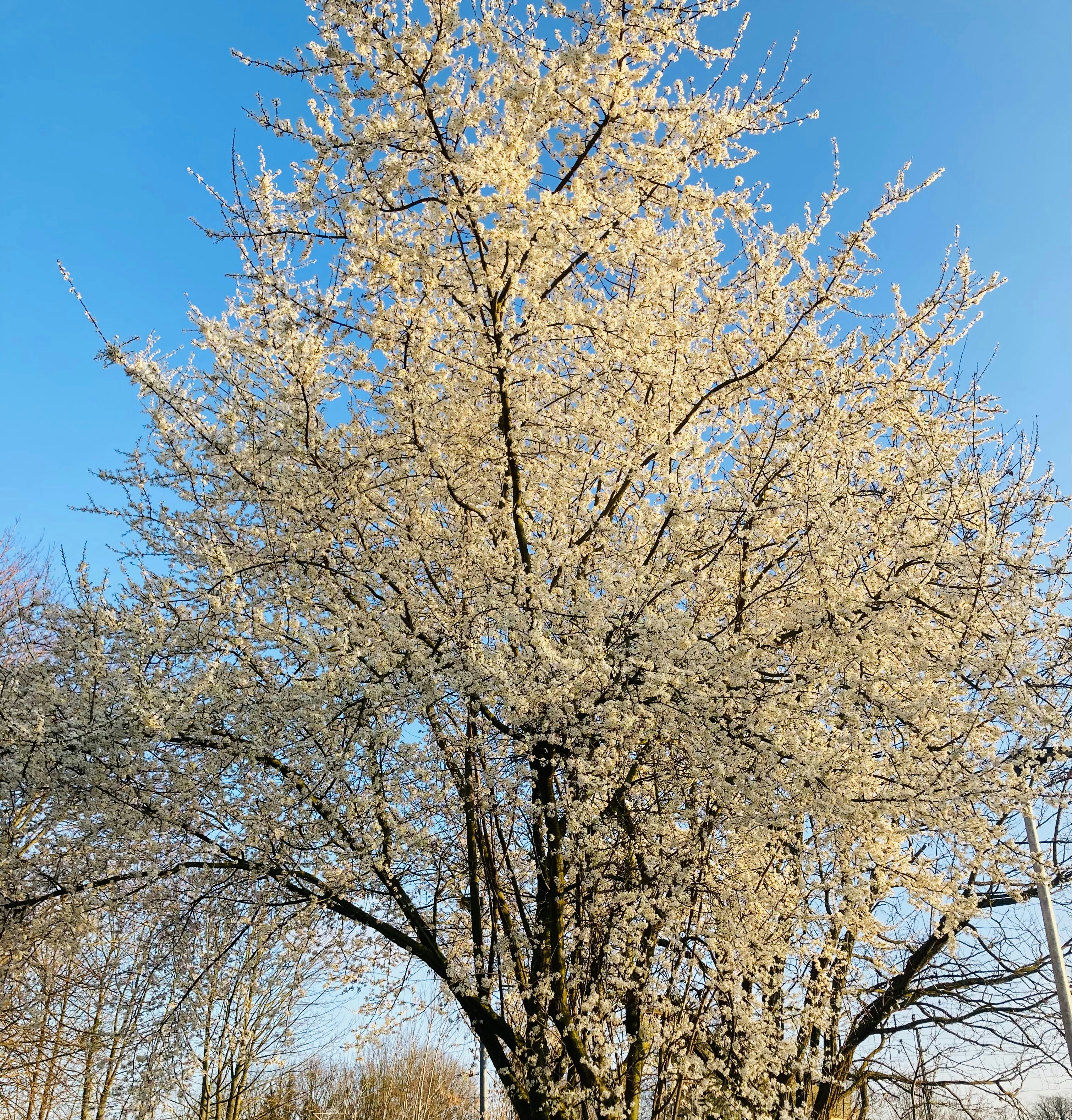 A tree blooms beautifully against the blue sky.